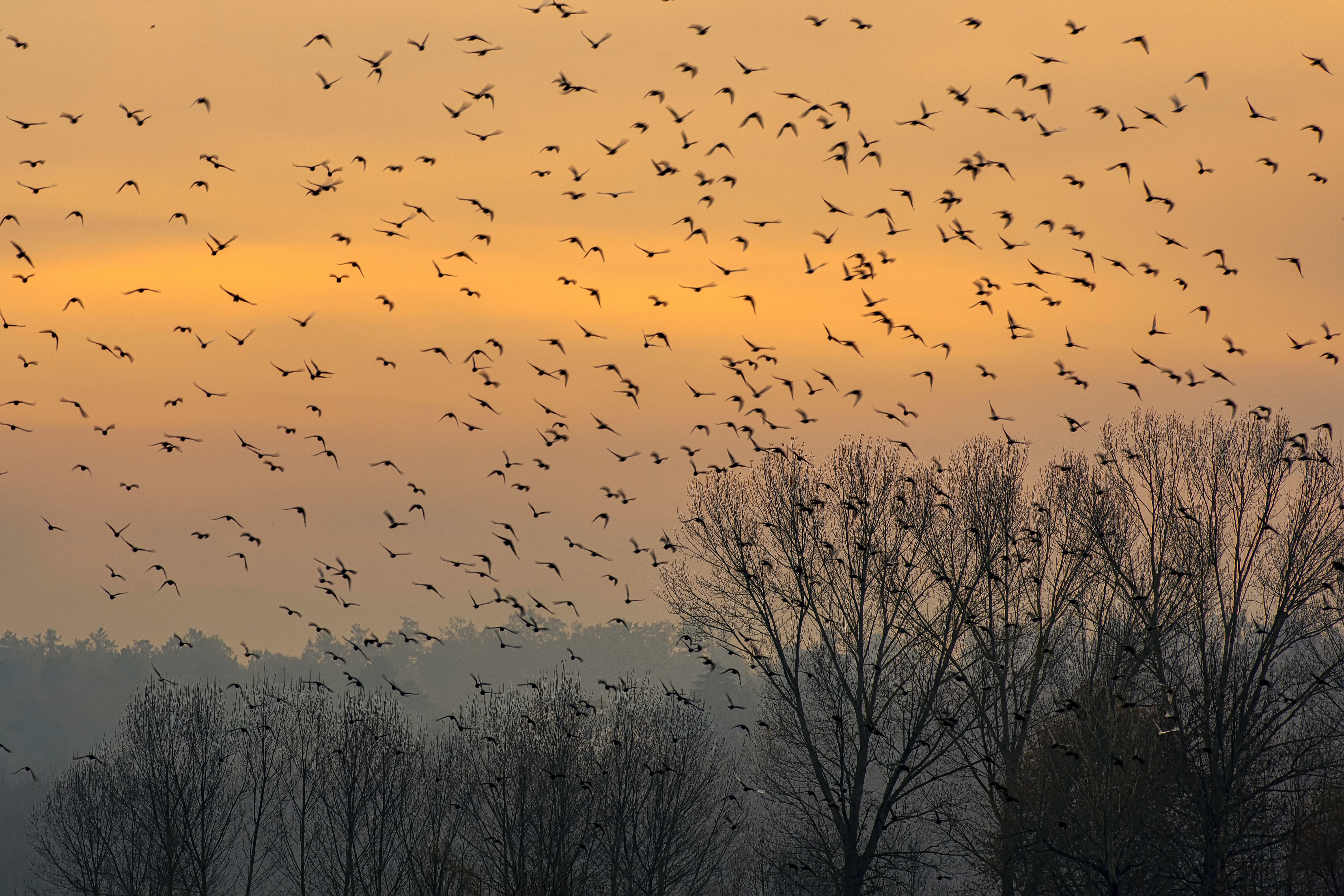 Flock of Birds Flying over Forest at Sunset · Free Stock Photo