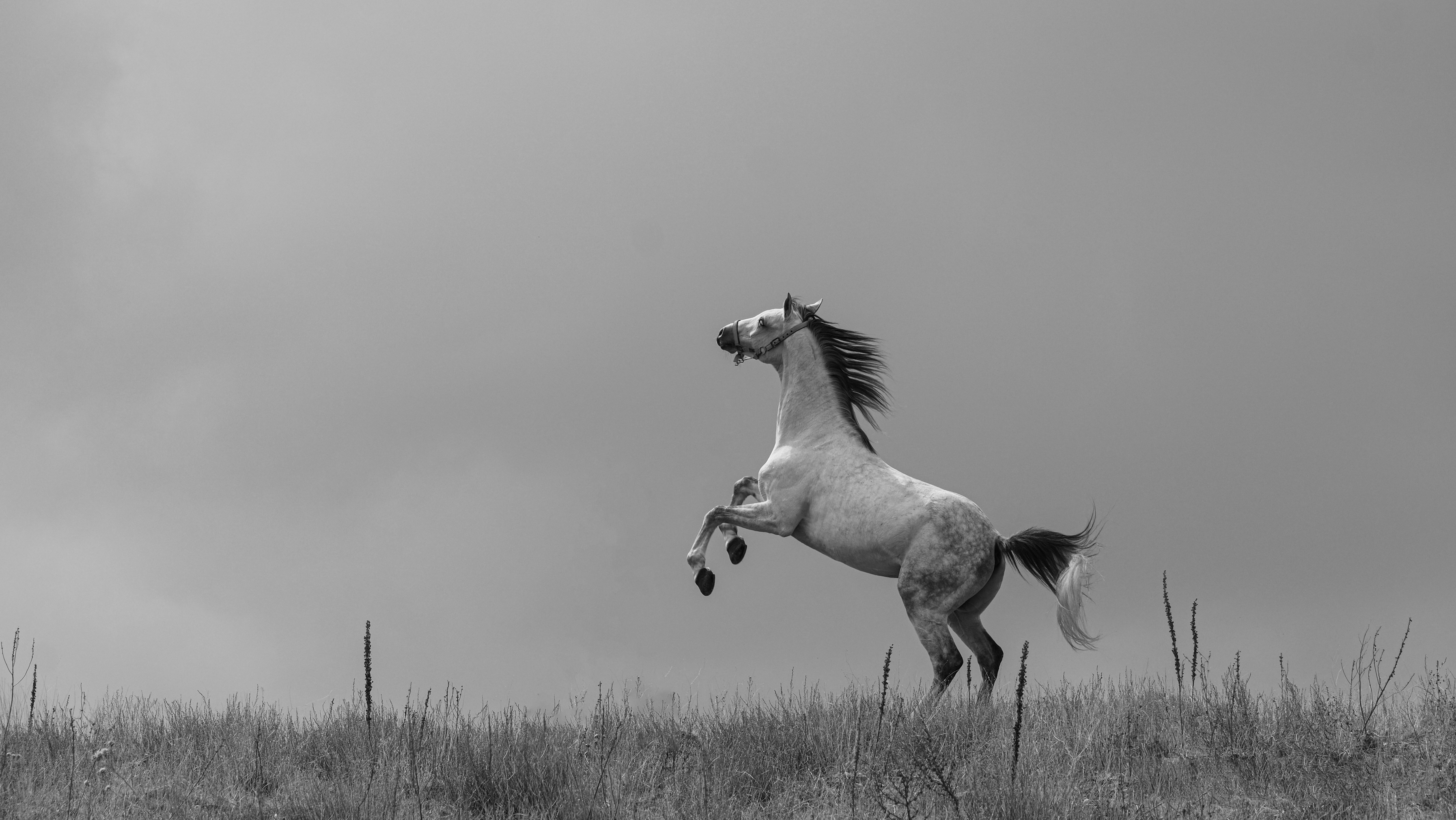 Grayscale Photo of Horse · Free Stock Photo