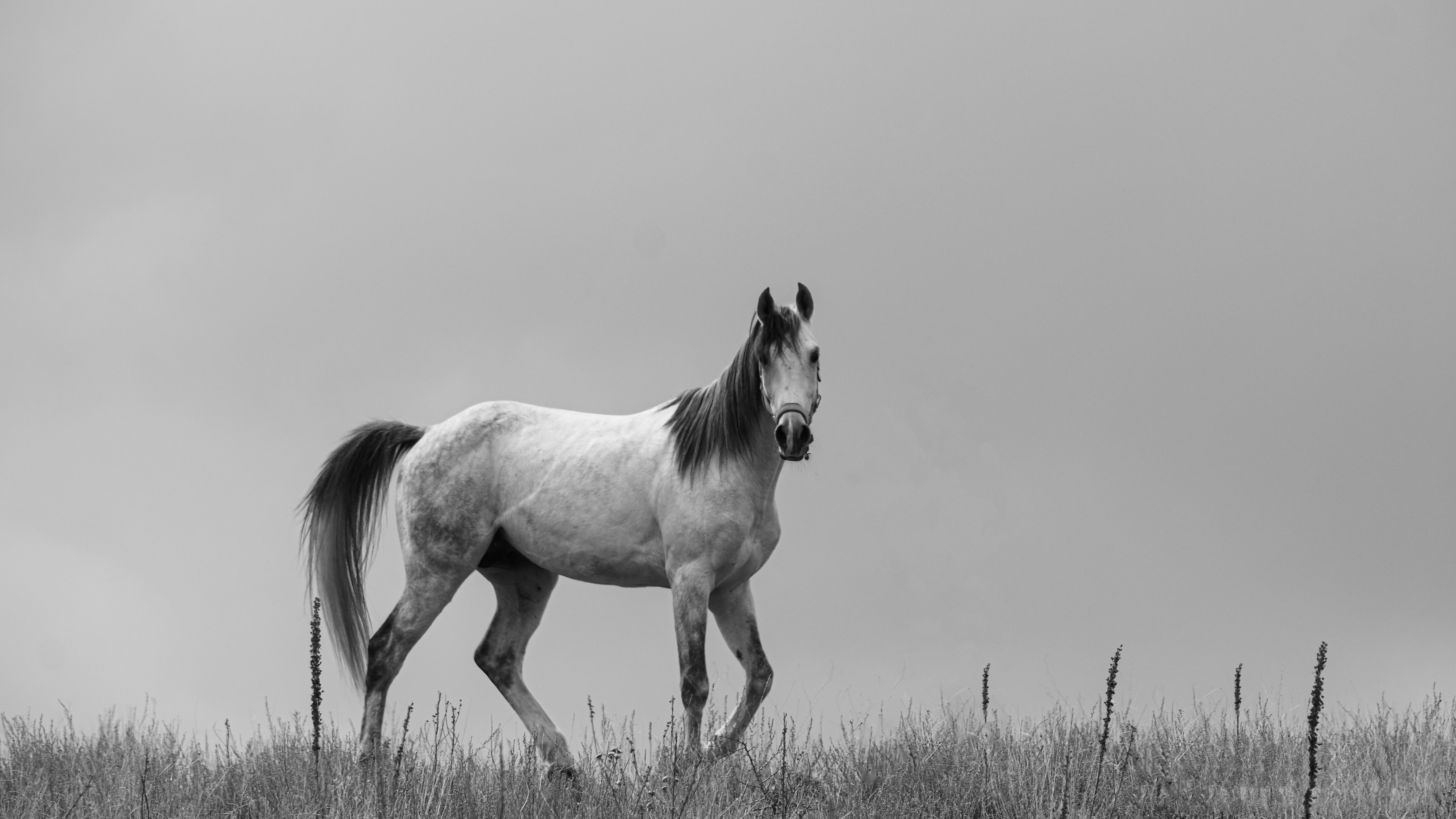 Grayscale Photo of Horse · Free Stock Photo