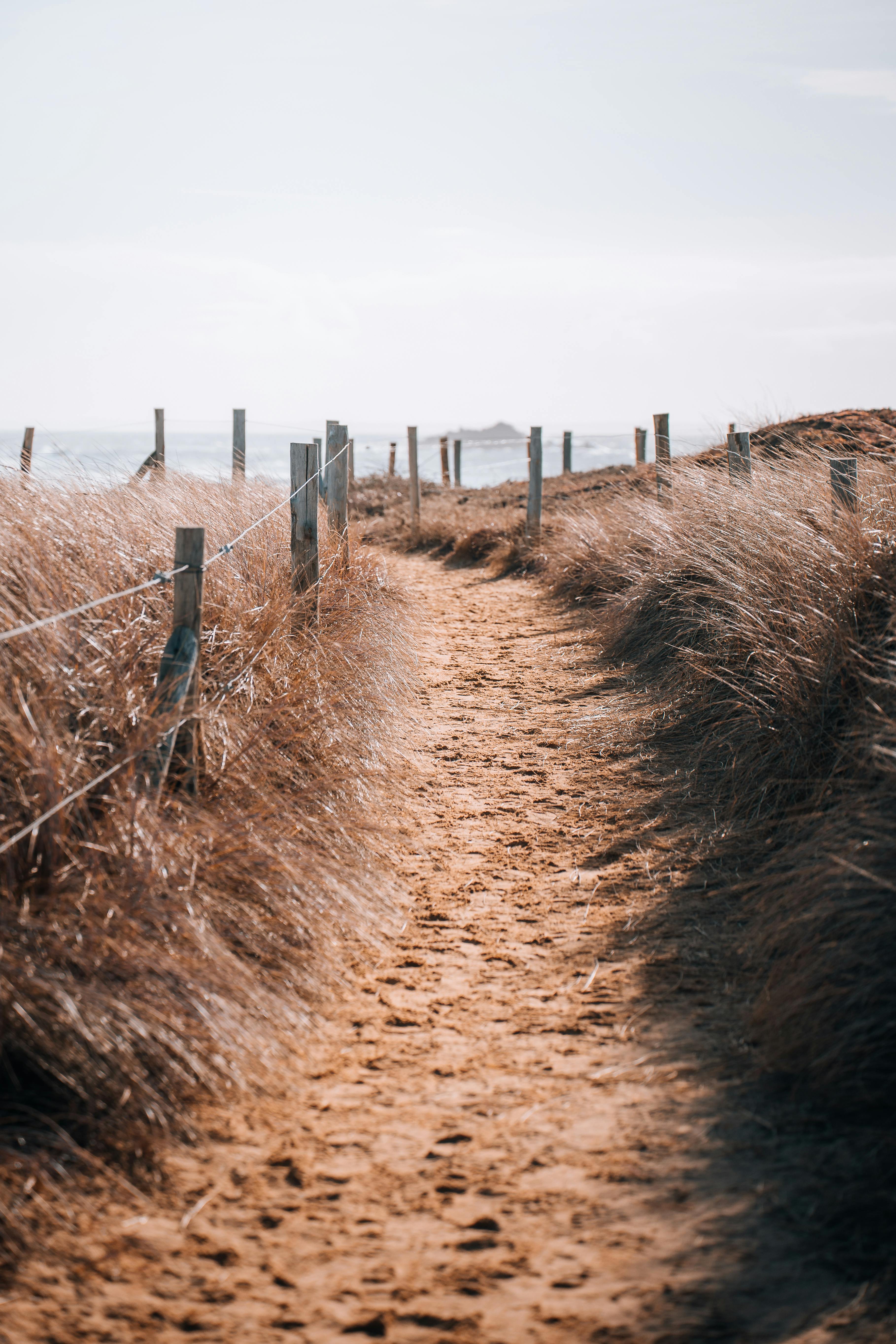 Beach Grass Photos, Download The BEST Free Beach Grass Stock Photos ...