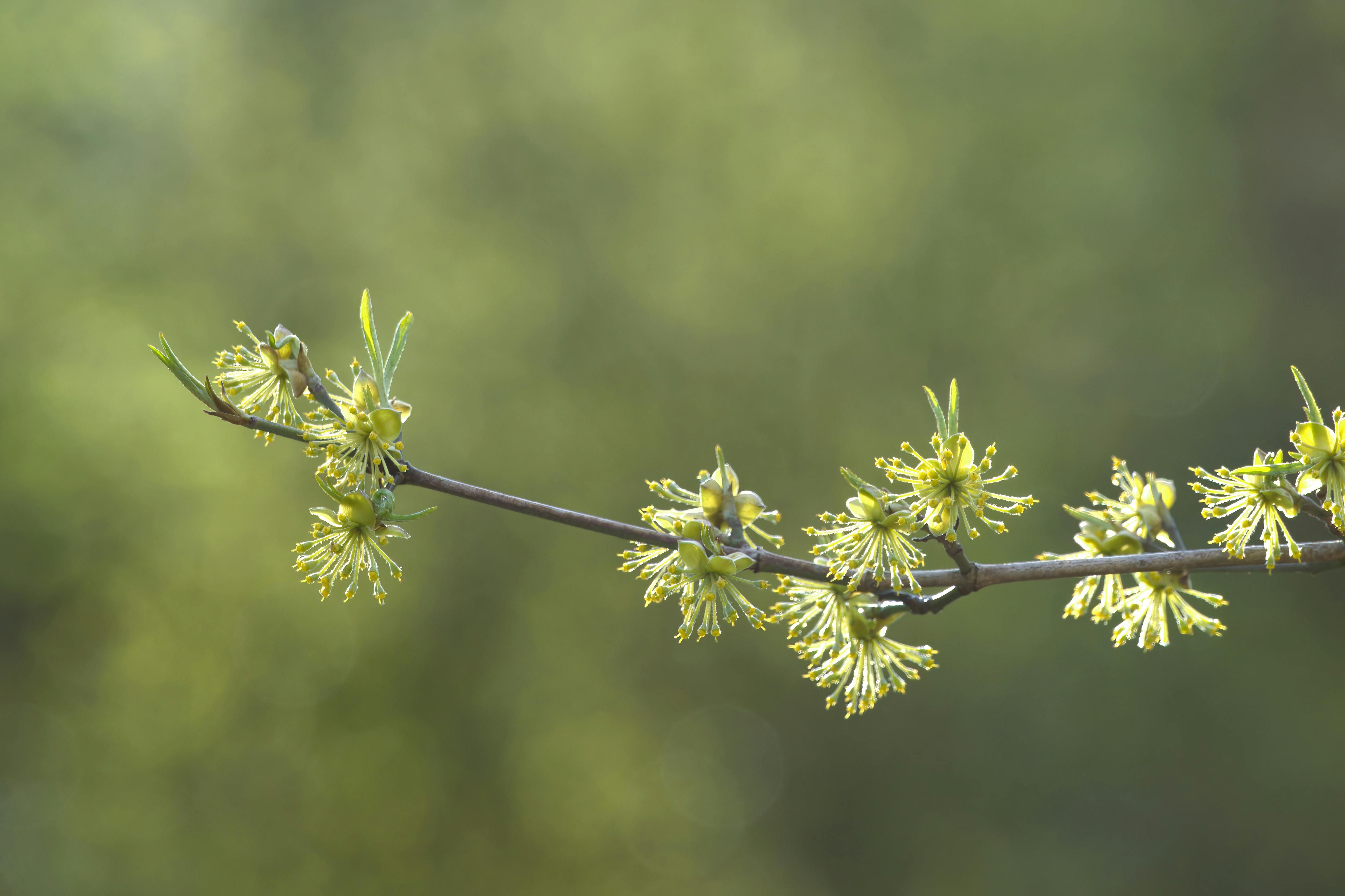 Tree In Early Spring Photos, Download The BEST Free Tree In Early ...