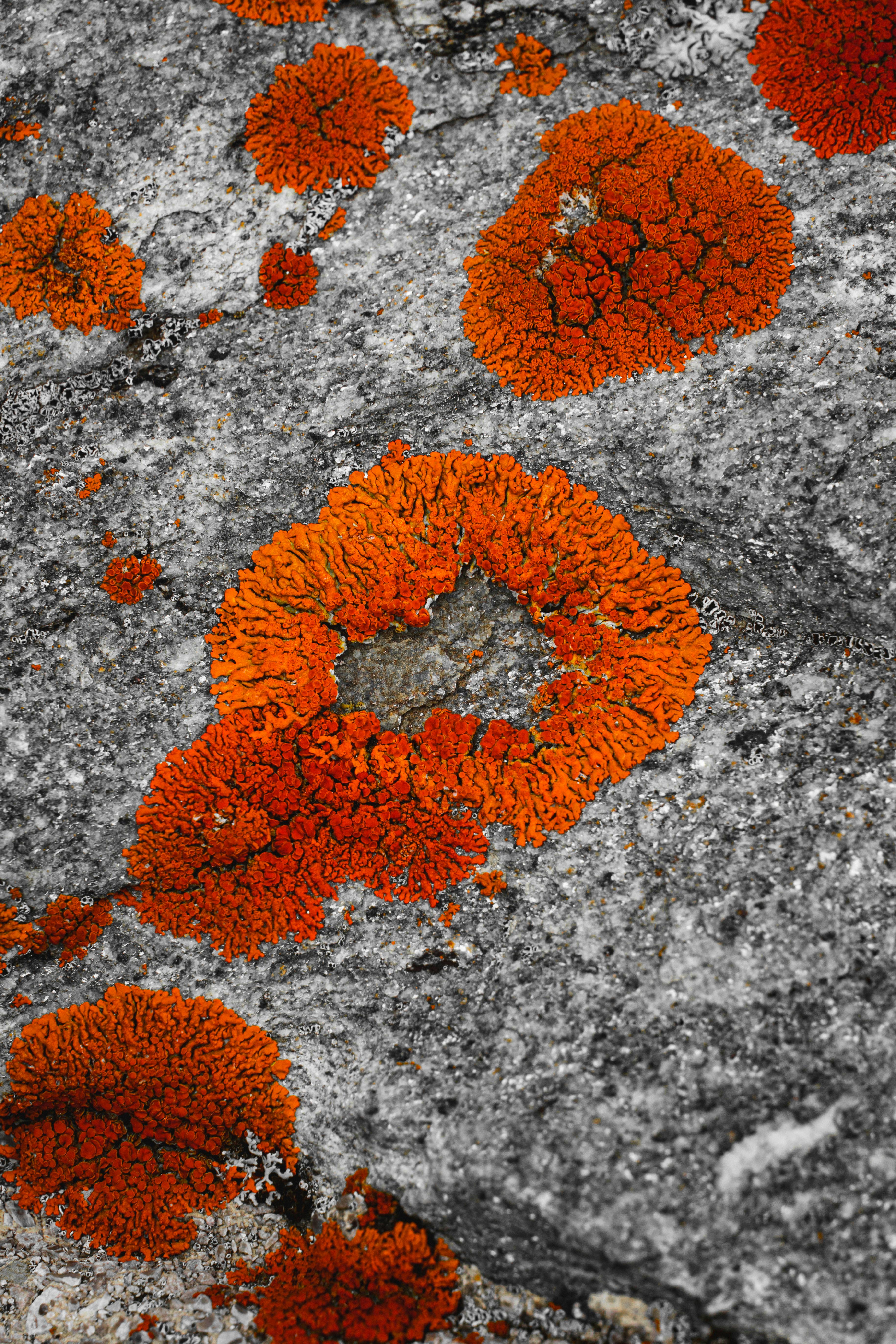 A close up of a rock with red lichen · Free Stock Photo