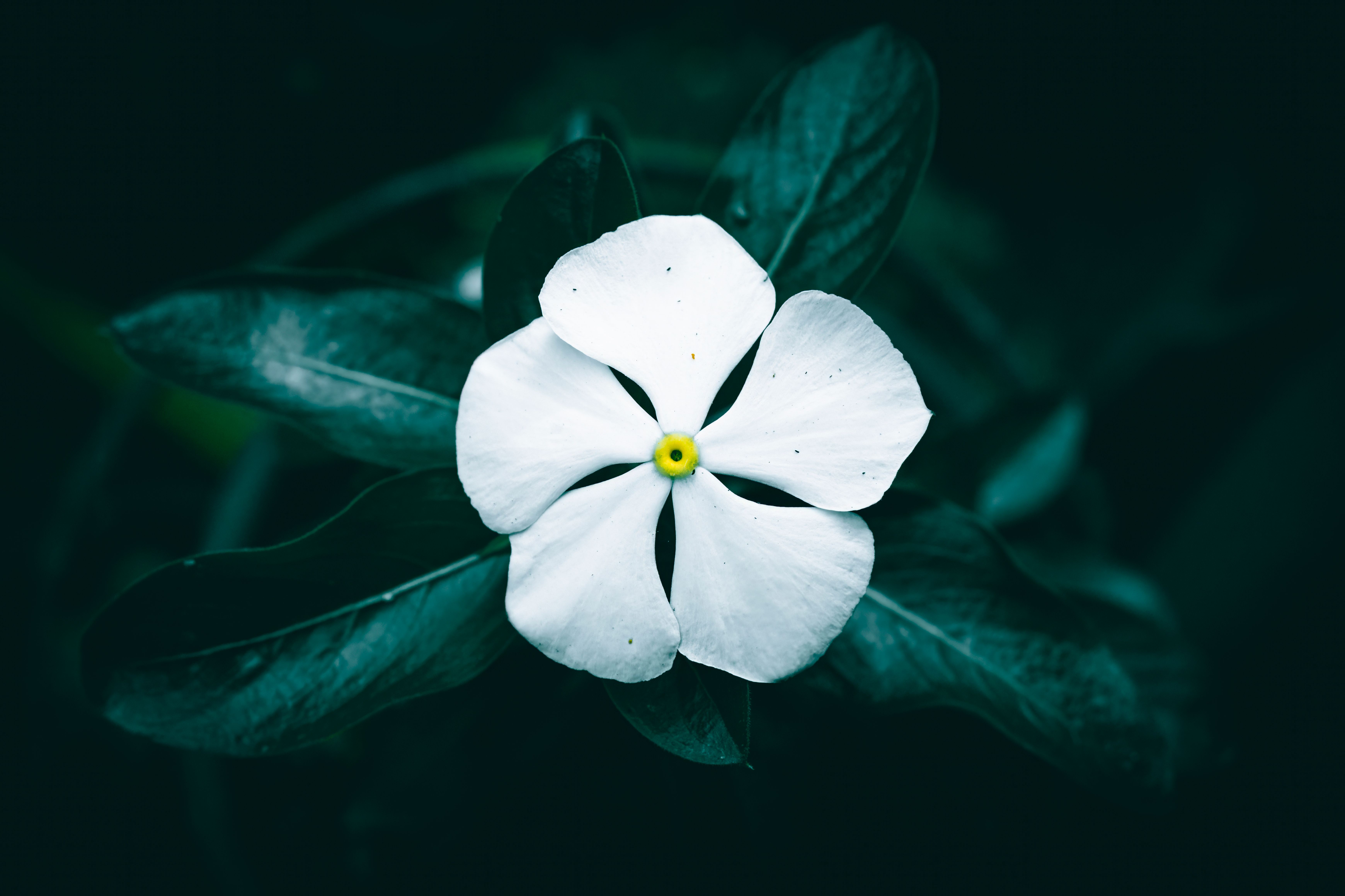 A close up of a white Periwinkle flower · Free Stock Photo