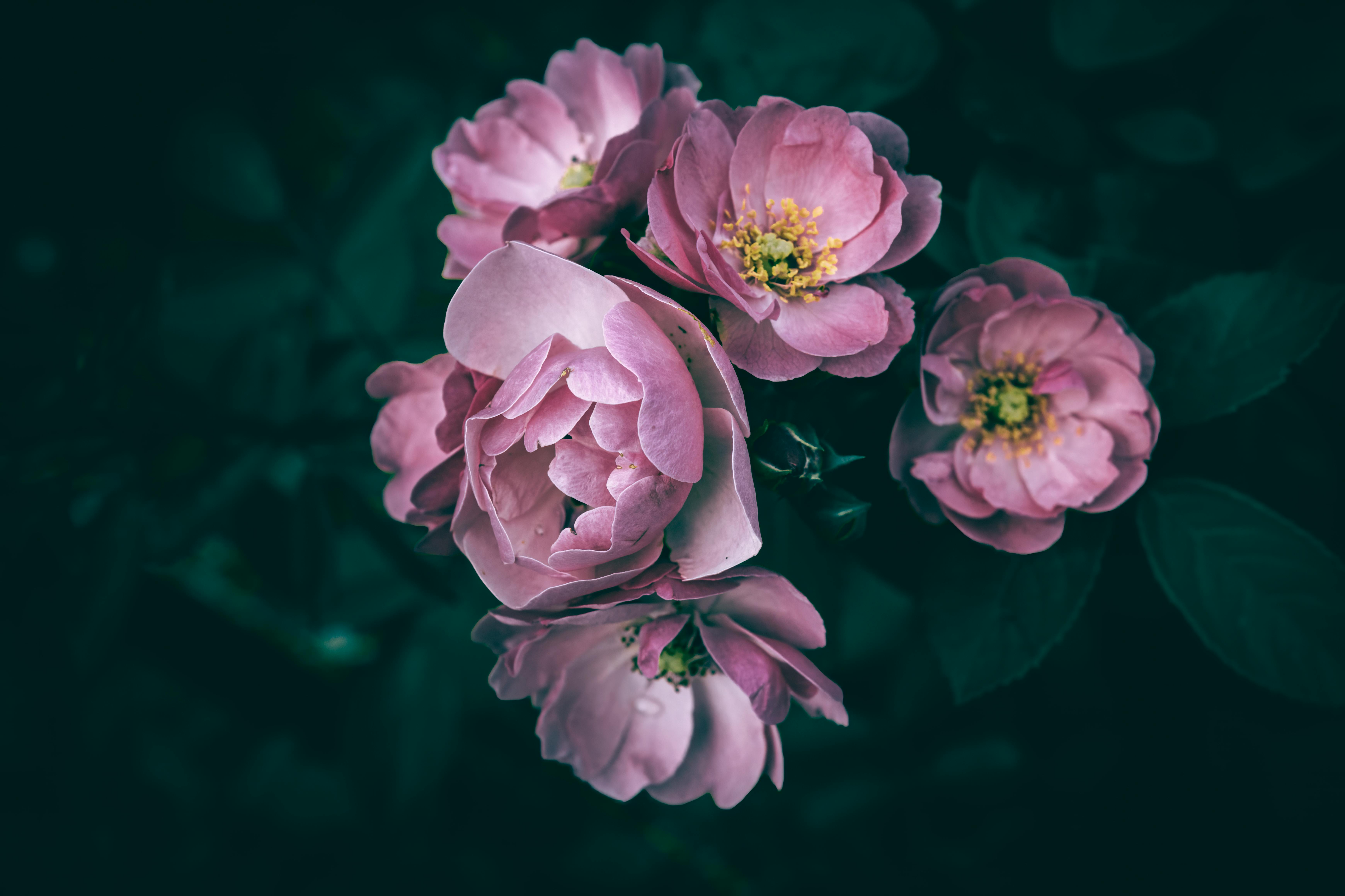 Pink Color Rose Bock Flowers Without Background Photos, Download The ...