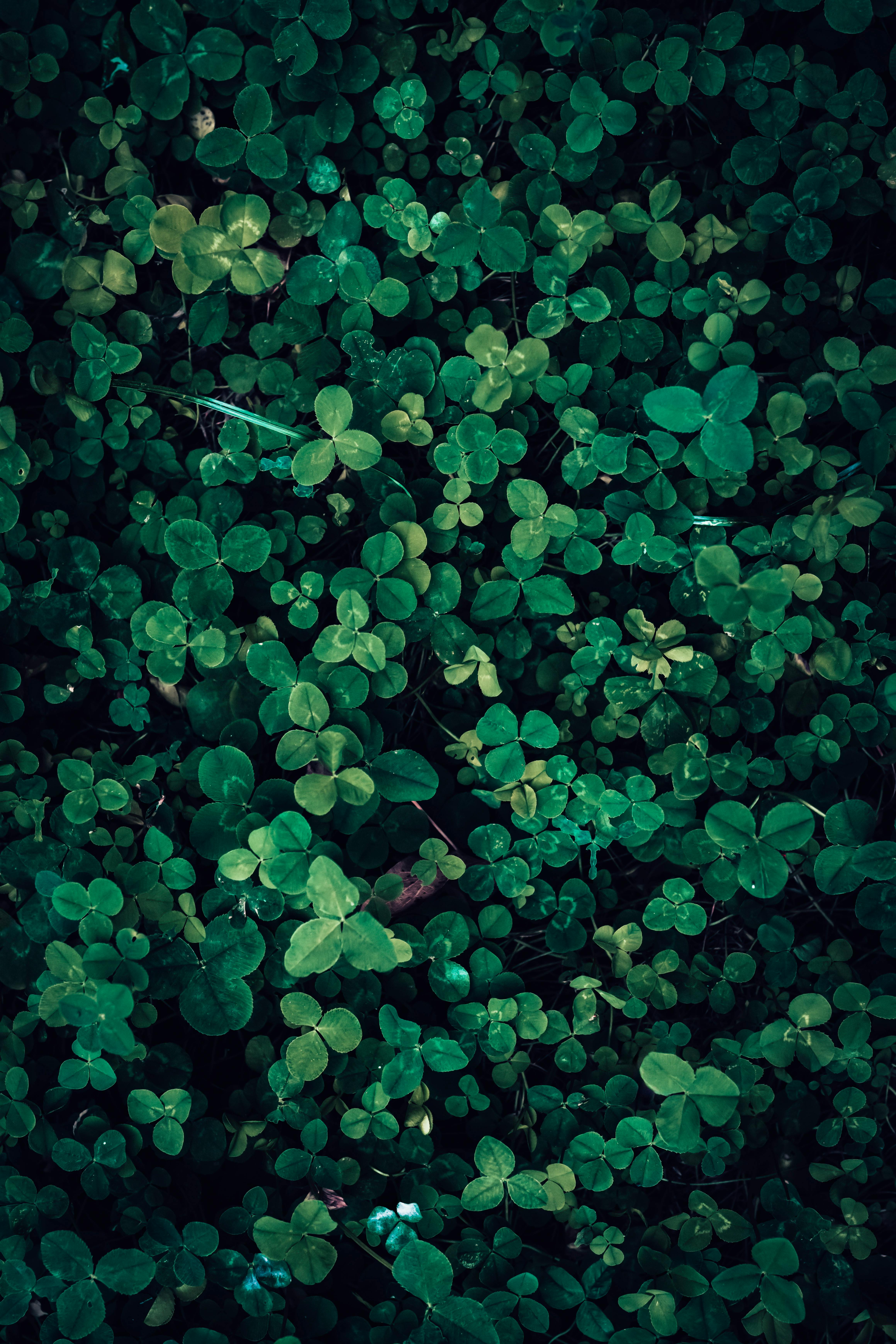 A close up of a green clover pattern texture · Free Stock Photo