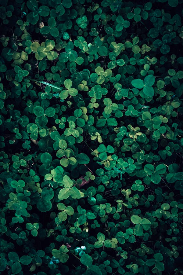 Four Leaf Clover Wallpaper Photos, Download The BEST Free Four Leaf ...