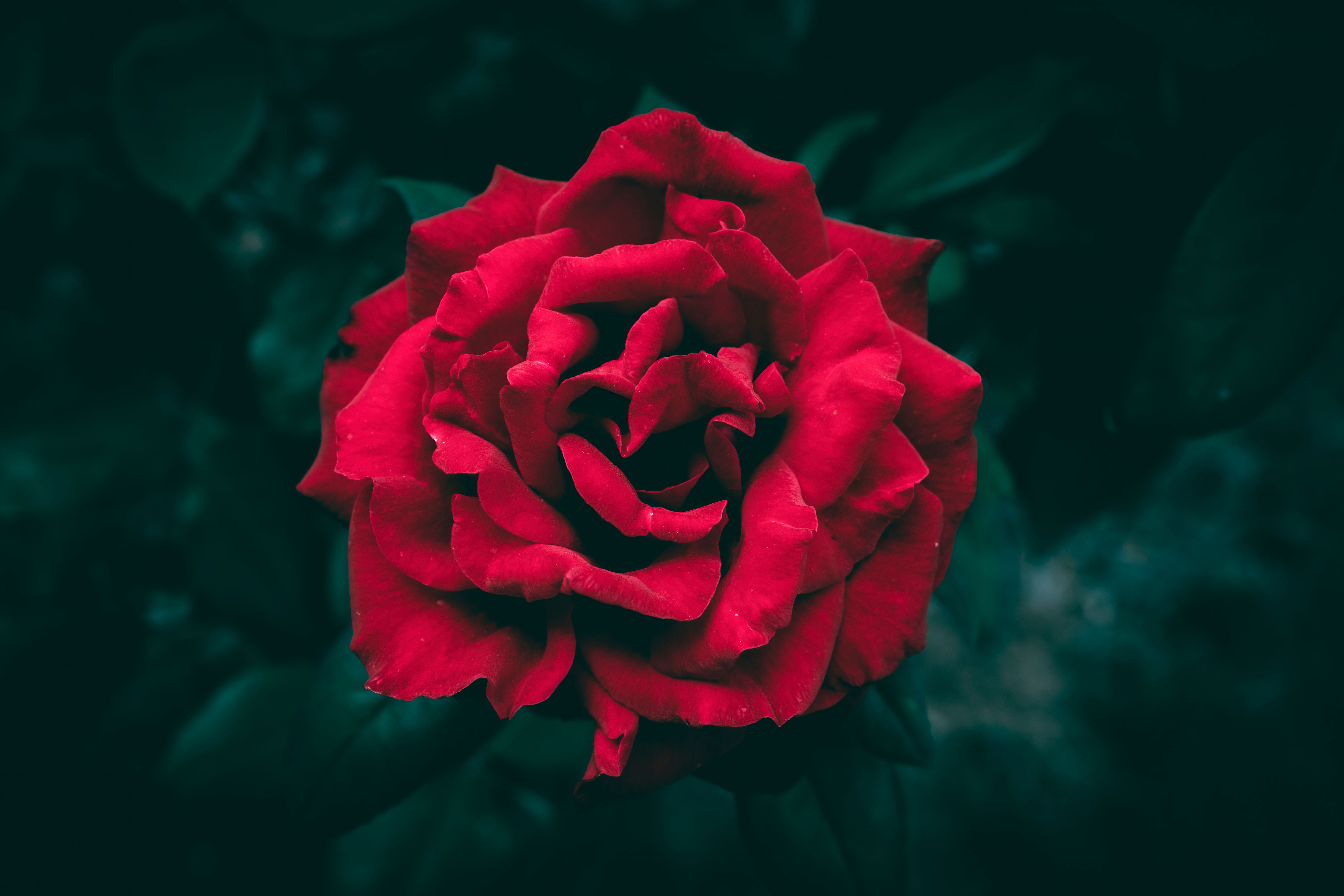 Red Roses in Bloom · Free Stock Photo