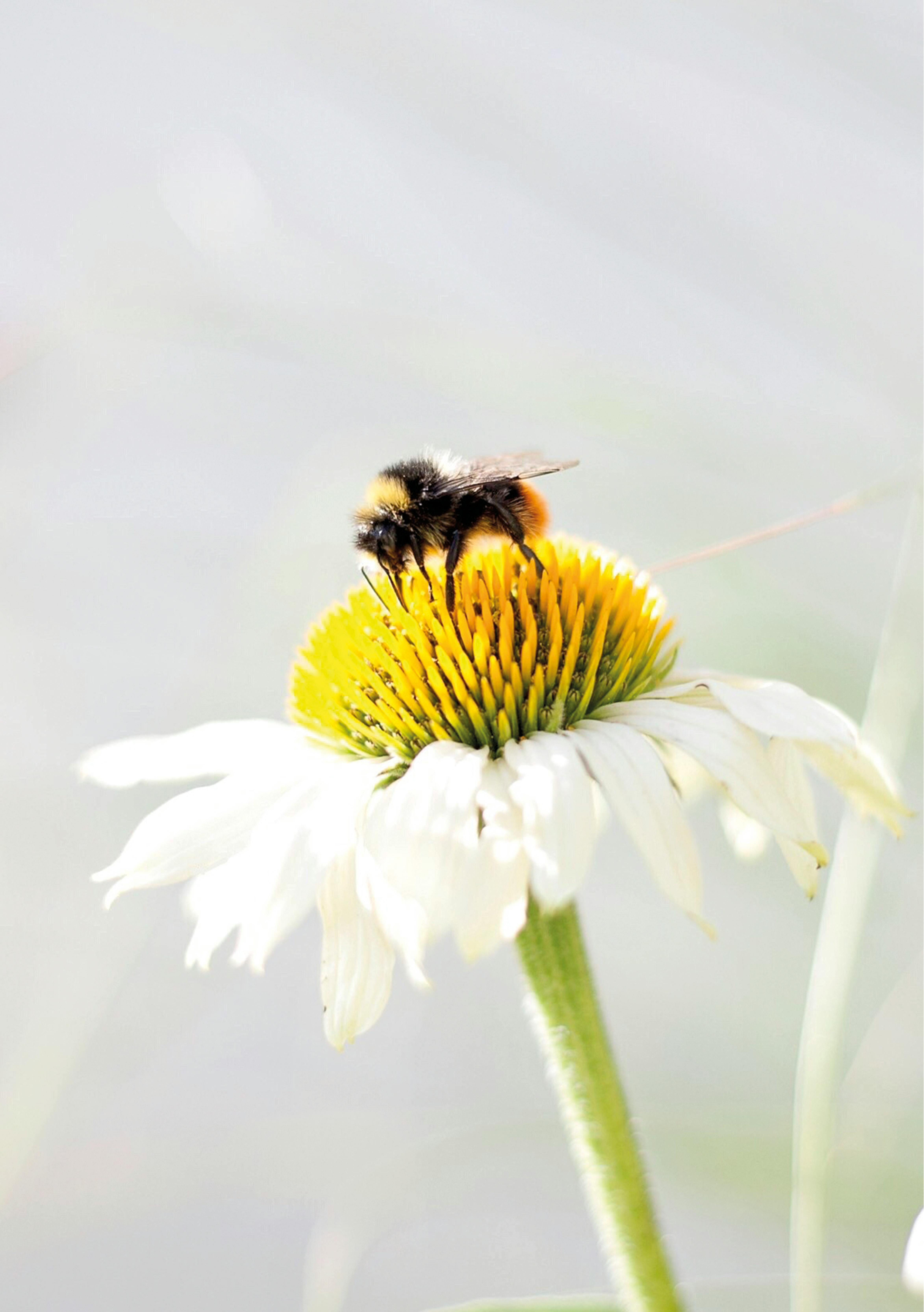 Bumblebee Transformers Photos, Download The BEST Free Bumblebee ...