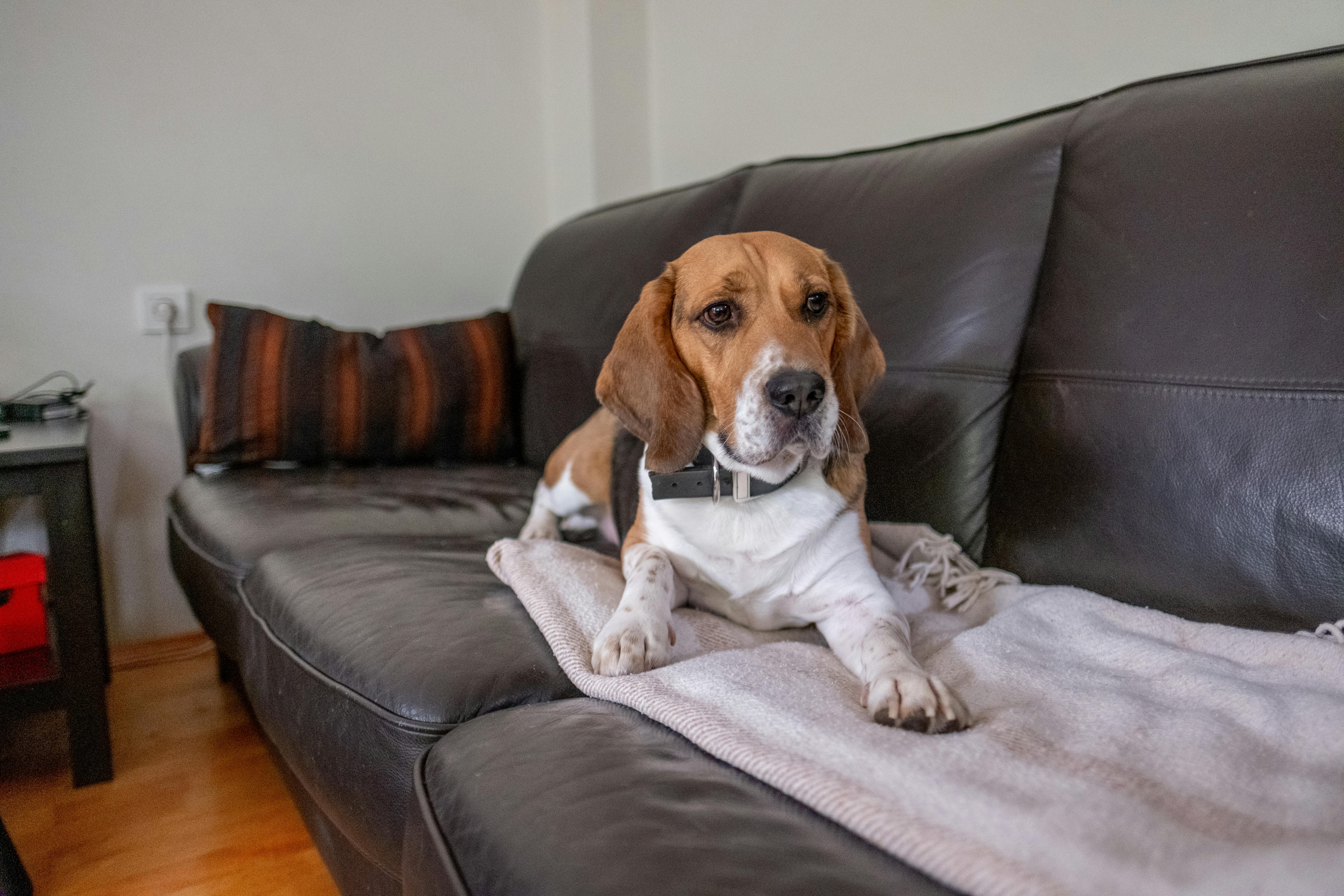 Beagle Lying Down on Couch · Free Stock Photo