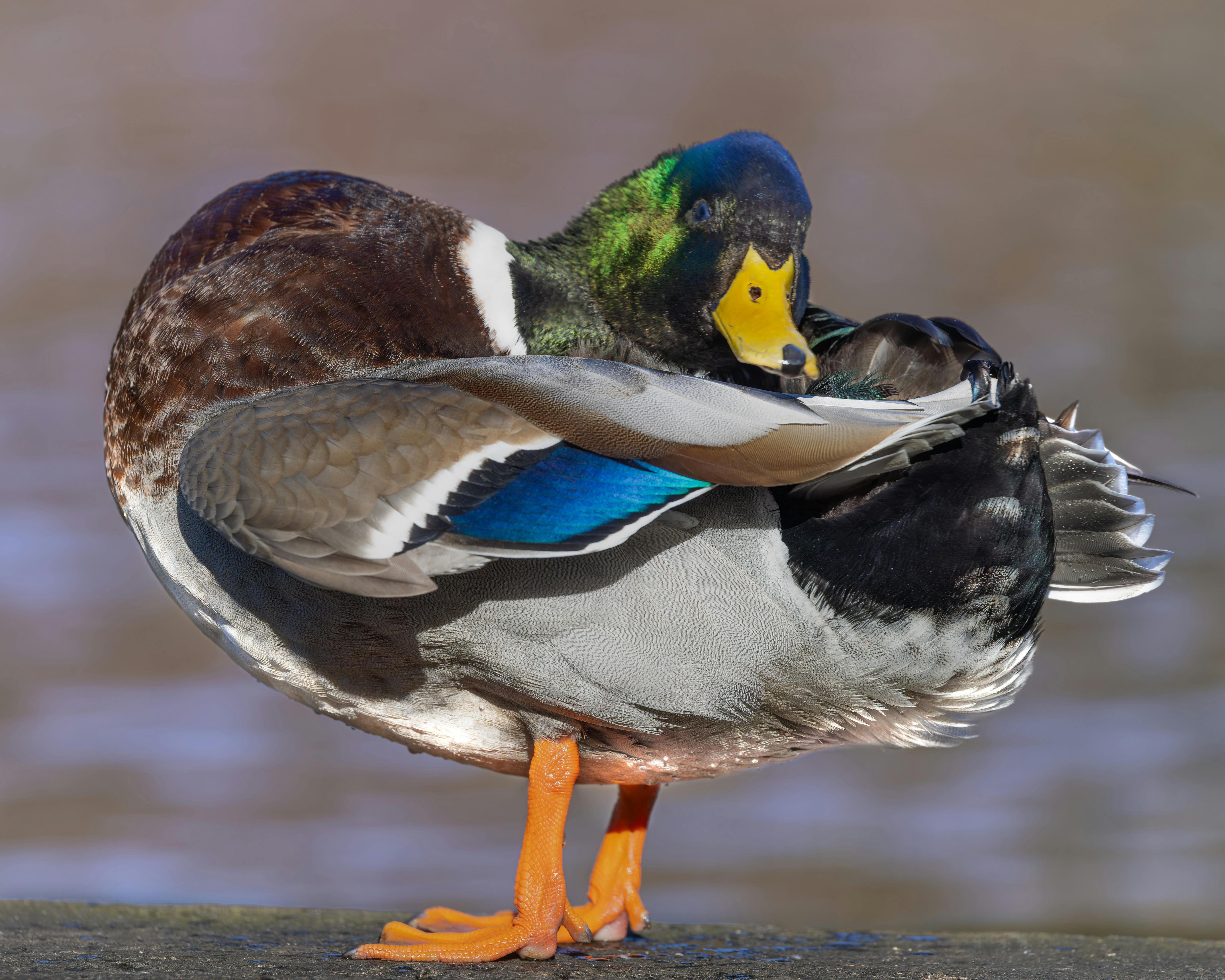 Brown White and Blue Duck · Free Stock Photo