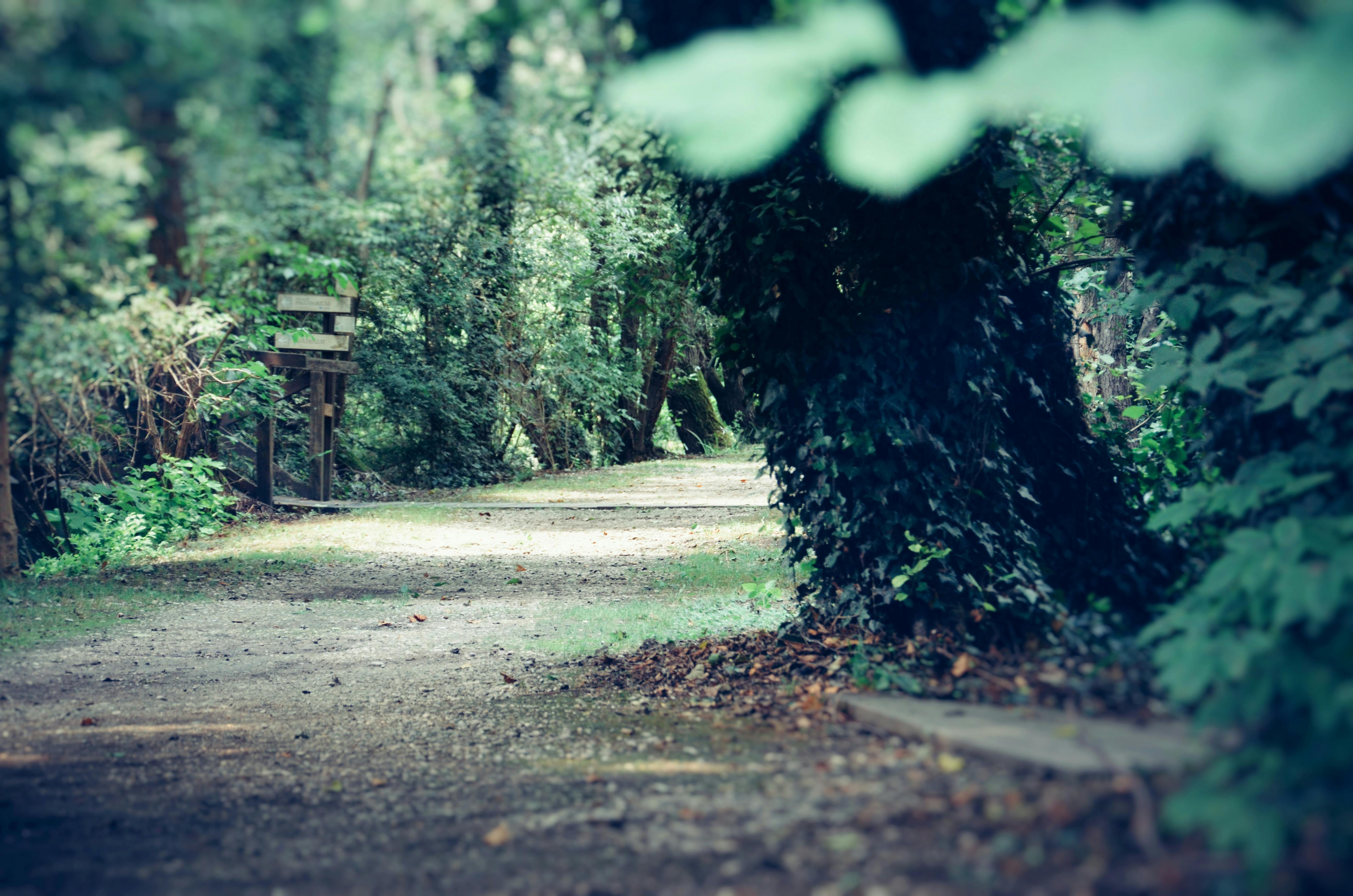 Forest With Split Paths Photos, Download The BEST Free Forest With ...