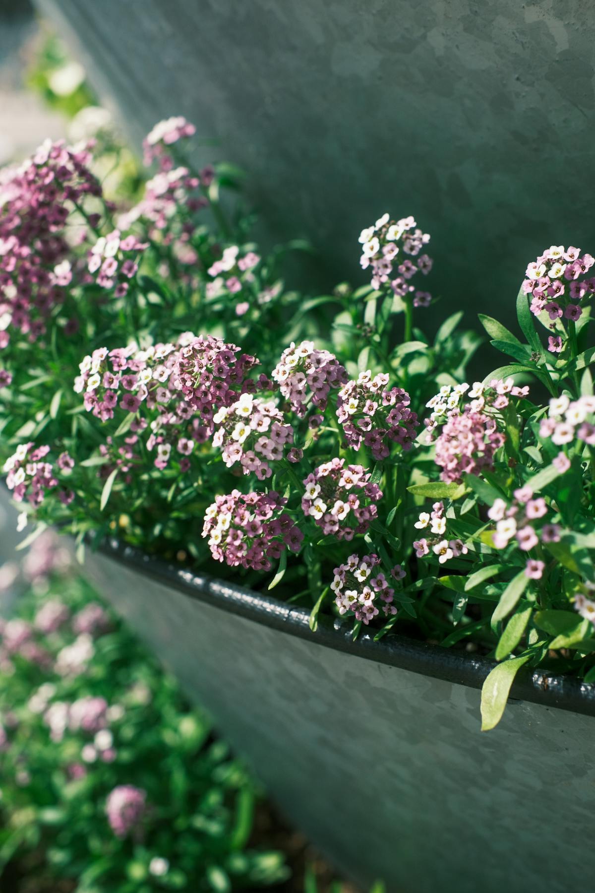 Flowerpot Photos, Download The BEST Free Flowerpot Stock Photos & HD Images