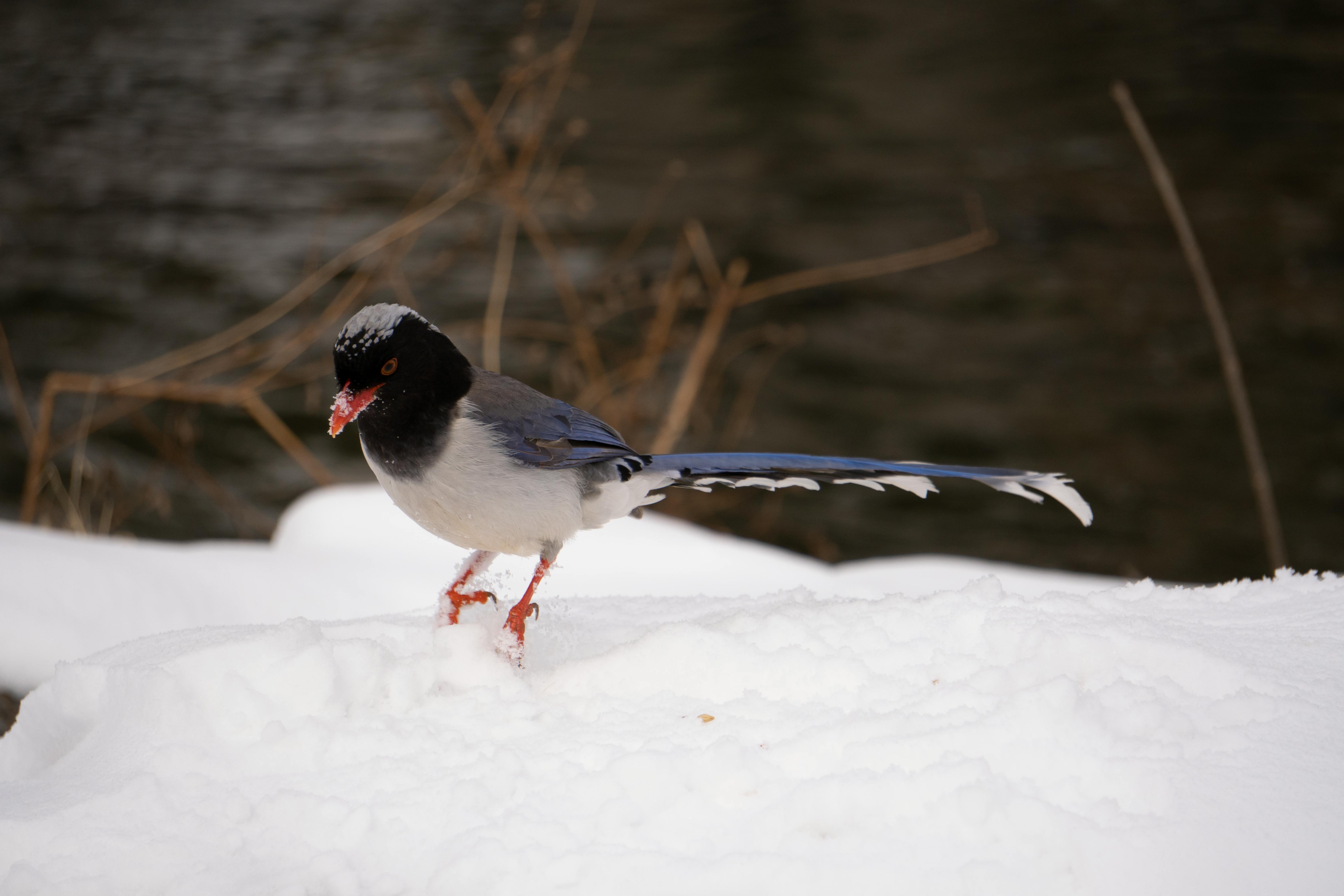 Red-billed Blue Magpie in Snow on Lakeshore · Free Stock Photo