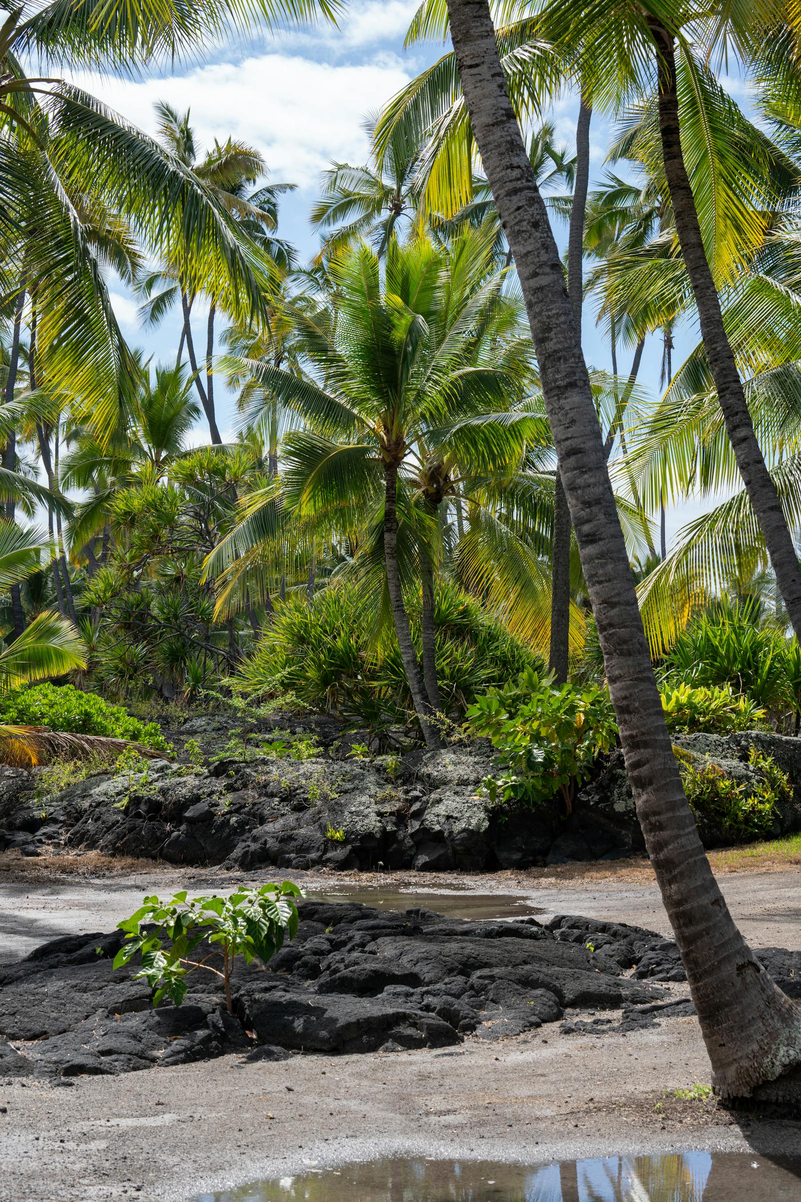 Tropical Nature Photos, Download The BEST Free Tropical Nature Stock ...