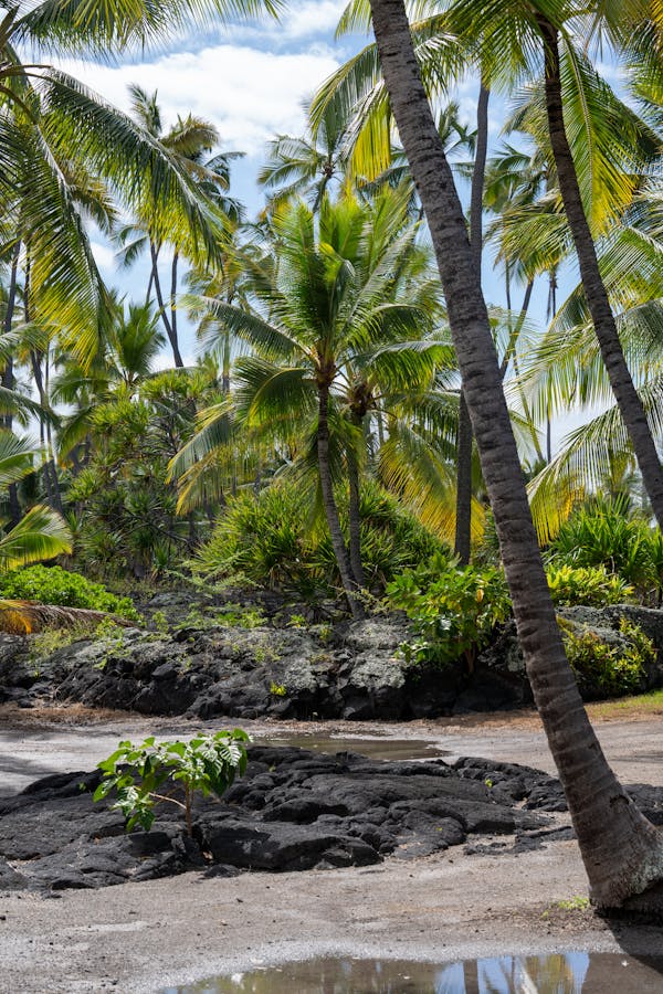 Tropical Nature Photos, Download The BEST Free Tropical Nature Stock ...