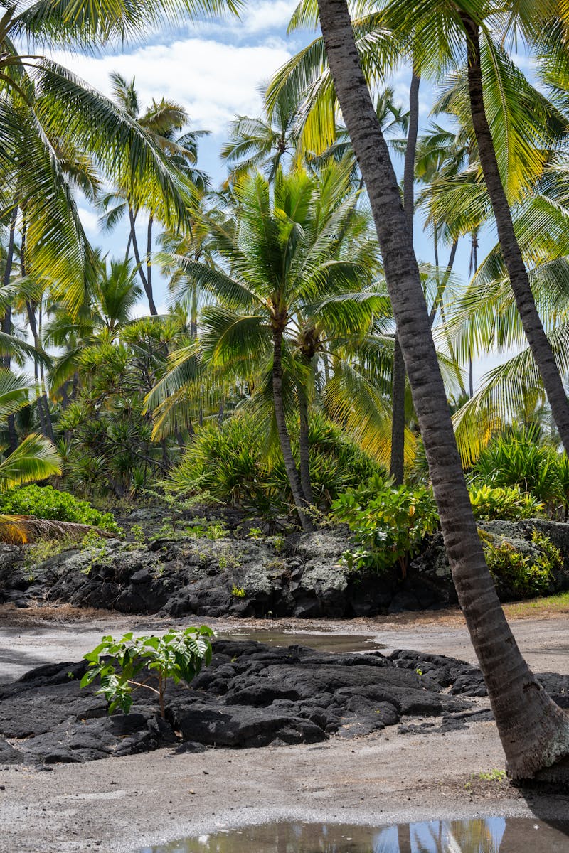 Tropical Nature Photos, Download The BEST Free Tropical Nature Stock ...