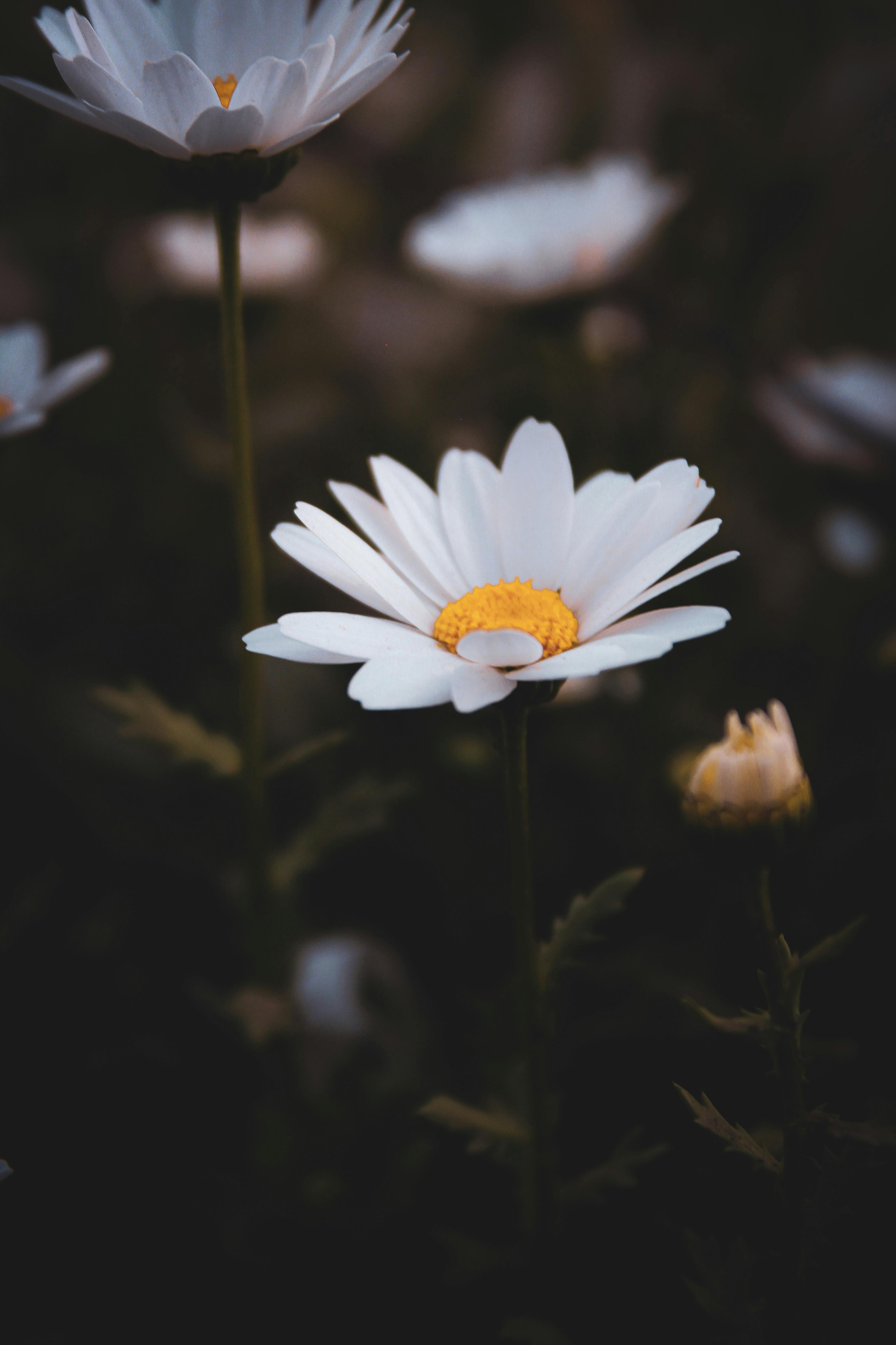 Beautiful Daisy Flower · Free Stock Photo