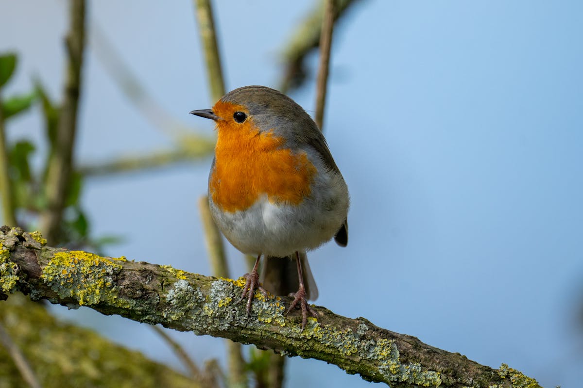 Wild Bird Photos, Download The BEST Free Wild Bird Stock Photos & HD Images