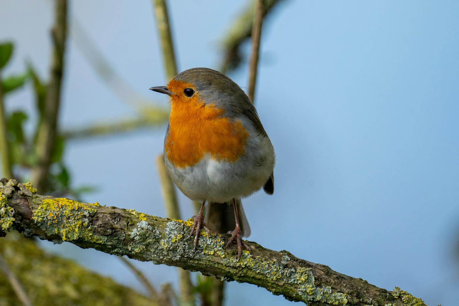 Wild Bird Photos, Download The BEST Free Wild Bird Stock Photos & HD Images