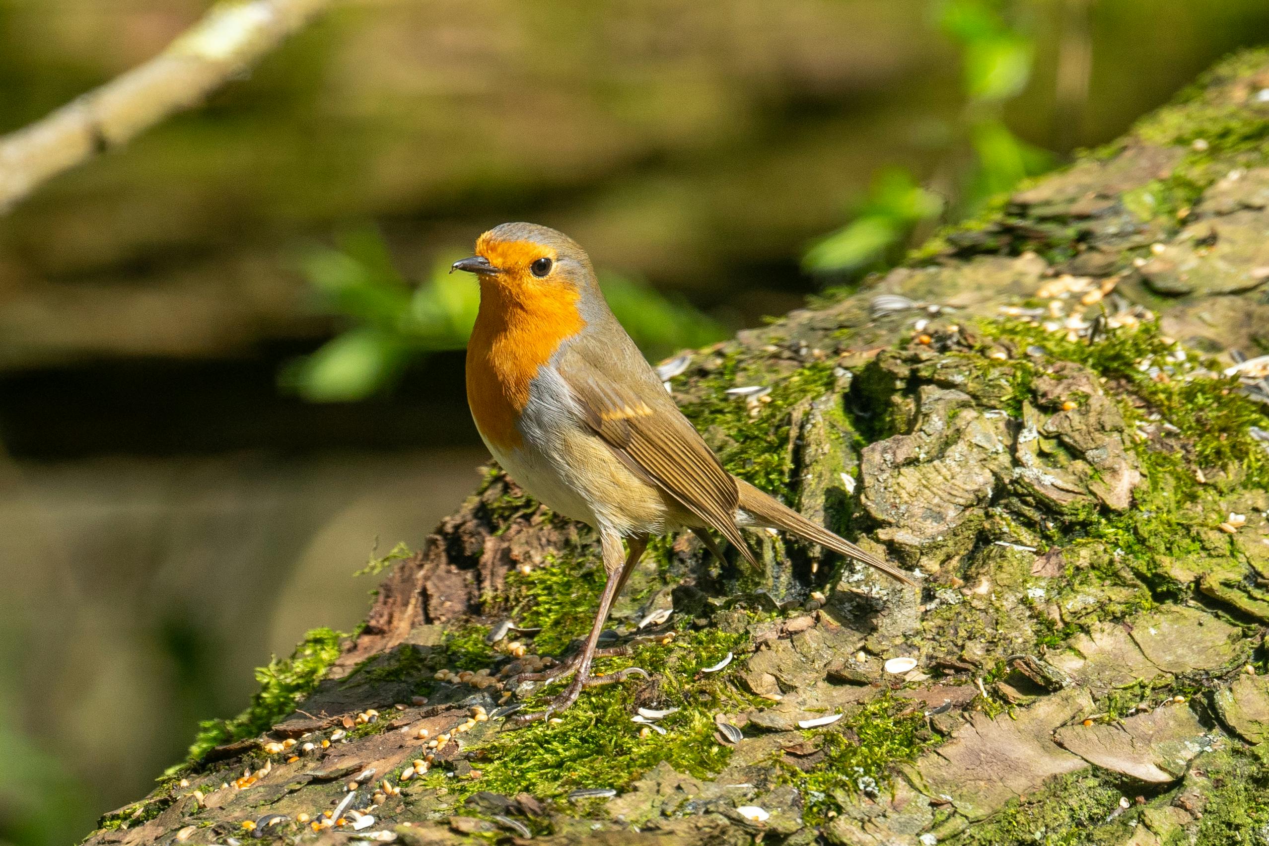 Robin Sur Log Photos, Download The BEST Free Robin Sur Log Stock Photos ...