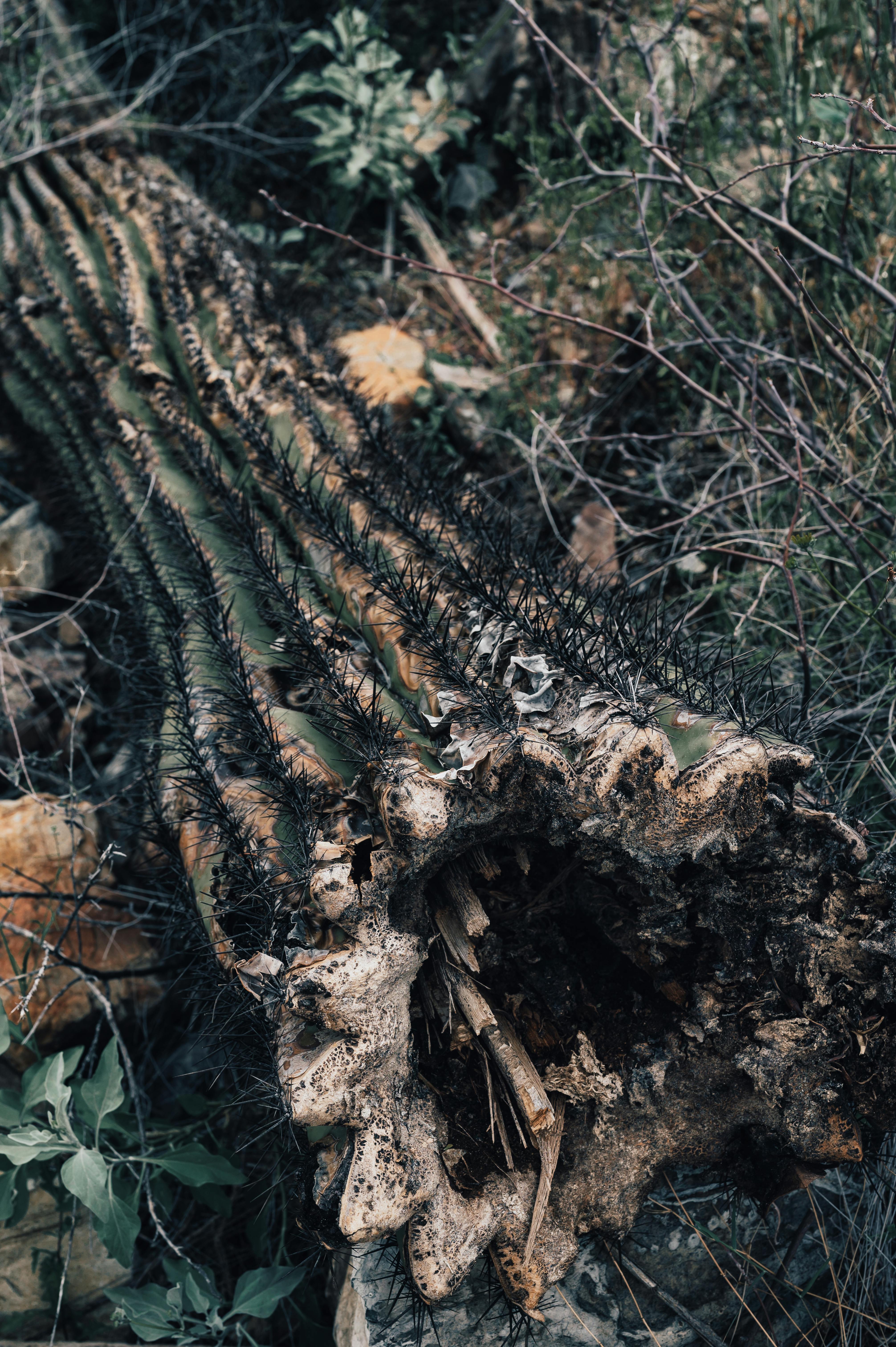 Broken Log in a Forest · Free Stock Photo