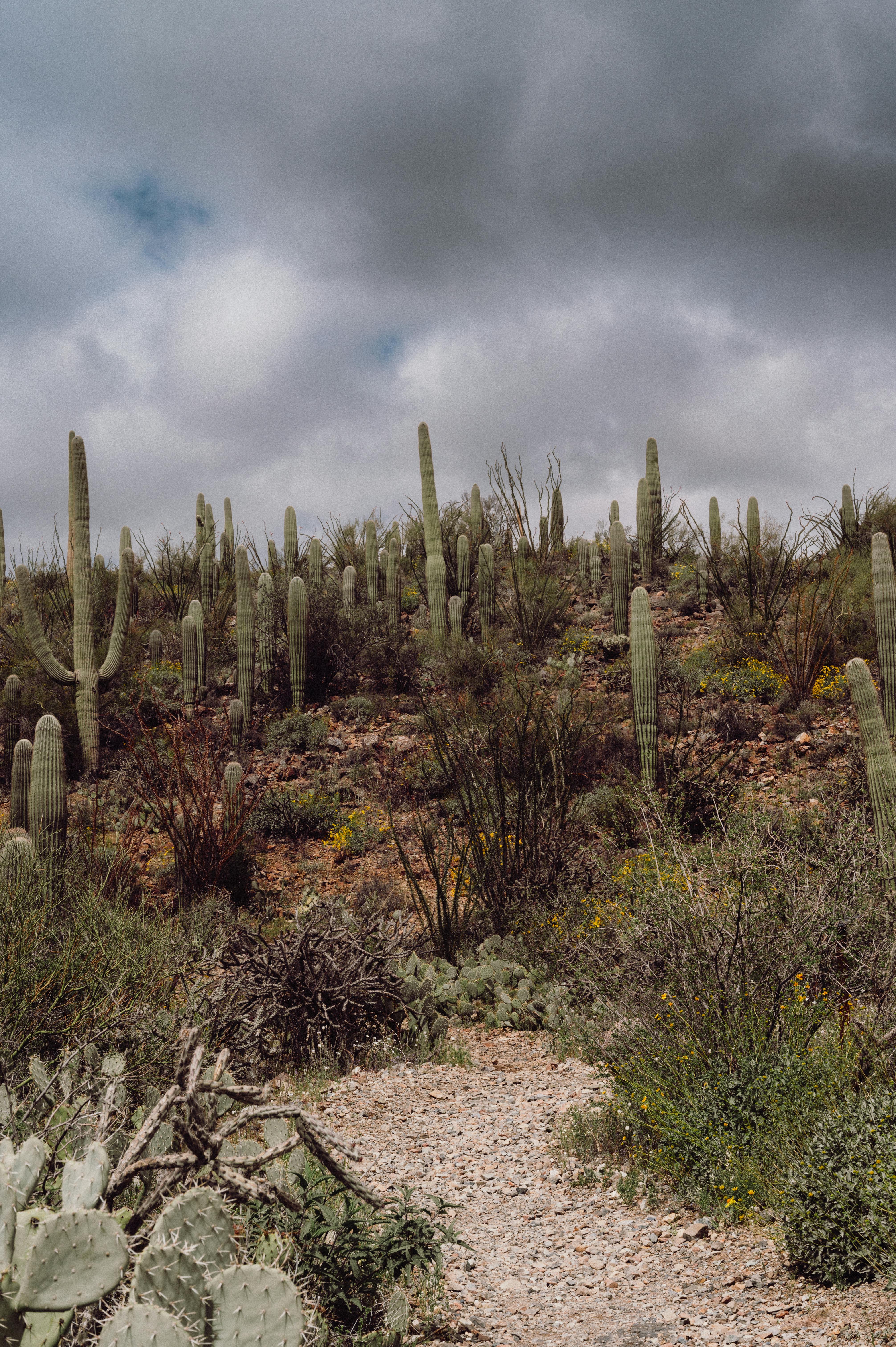 A dirt path through the desert with cactus plants · Free Stock Photo