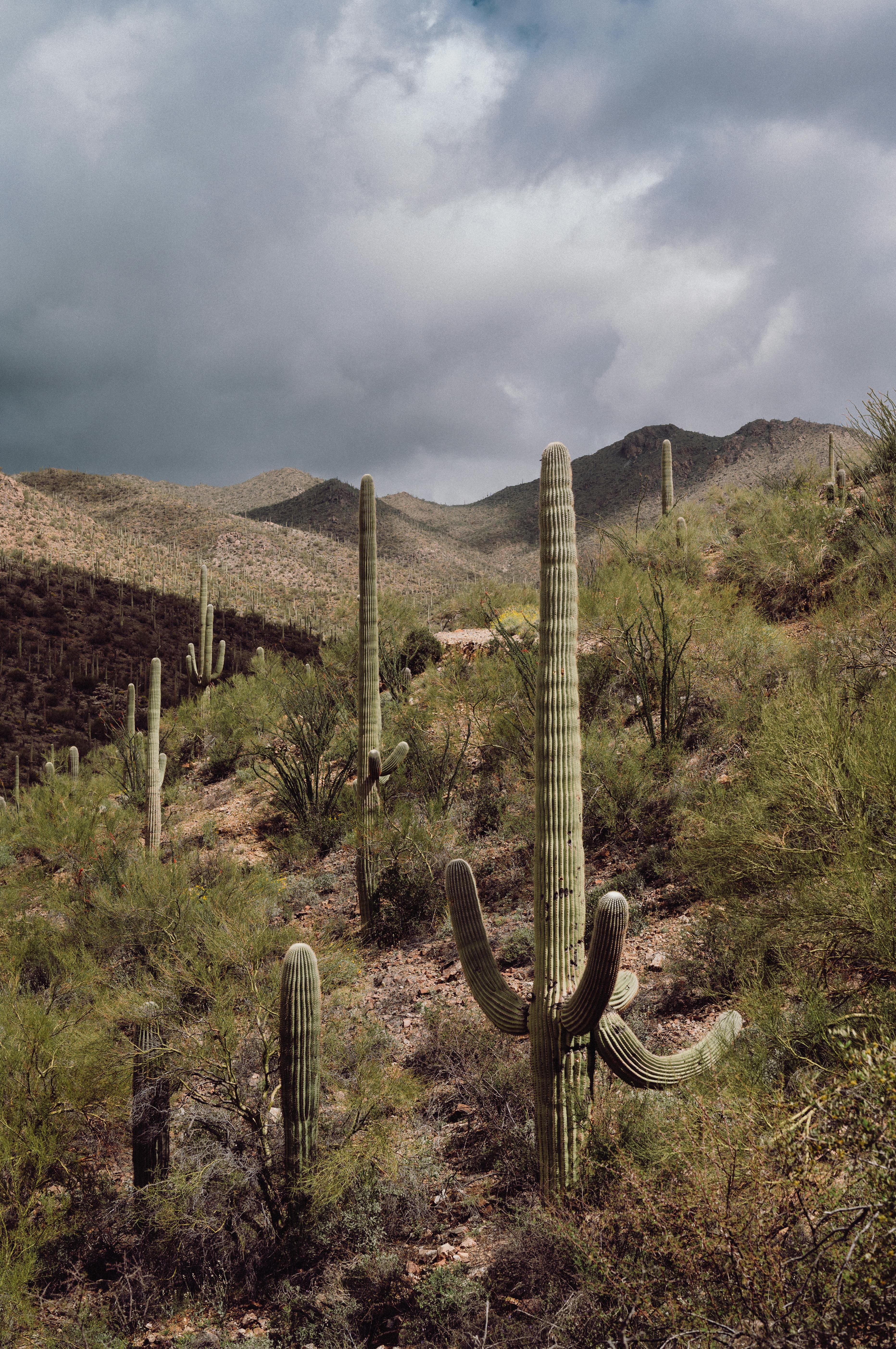 Cactus Plants In The Desert · Free Stock Photo