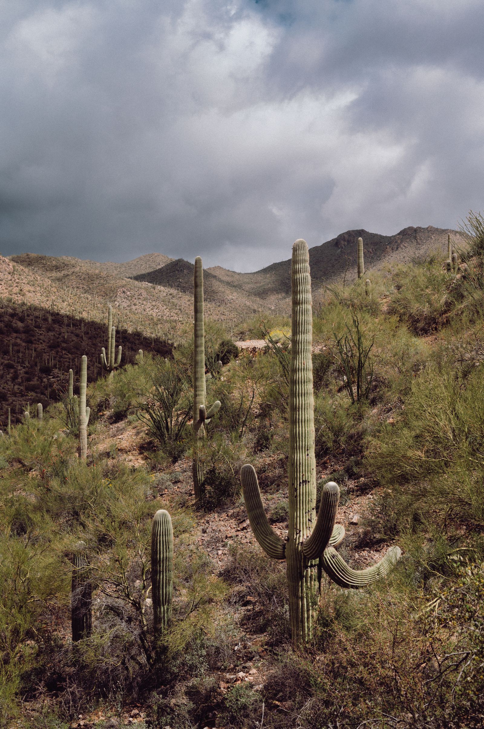 Cactus Images Photos, Download The BEST Free Cactus Images Stock Photos ...