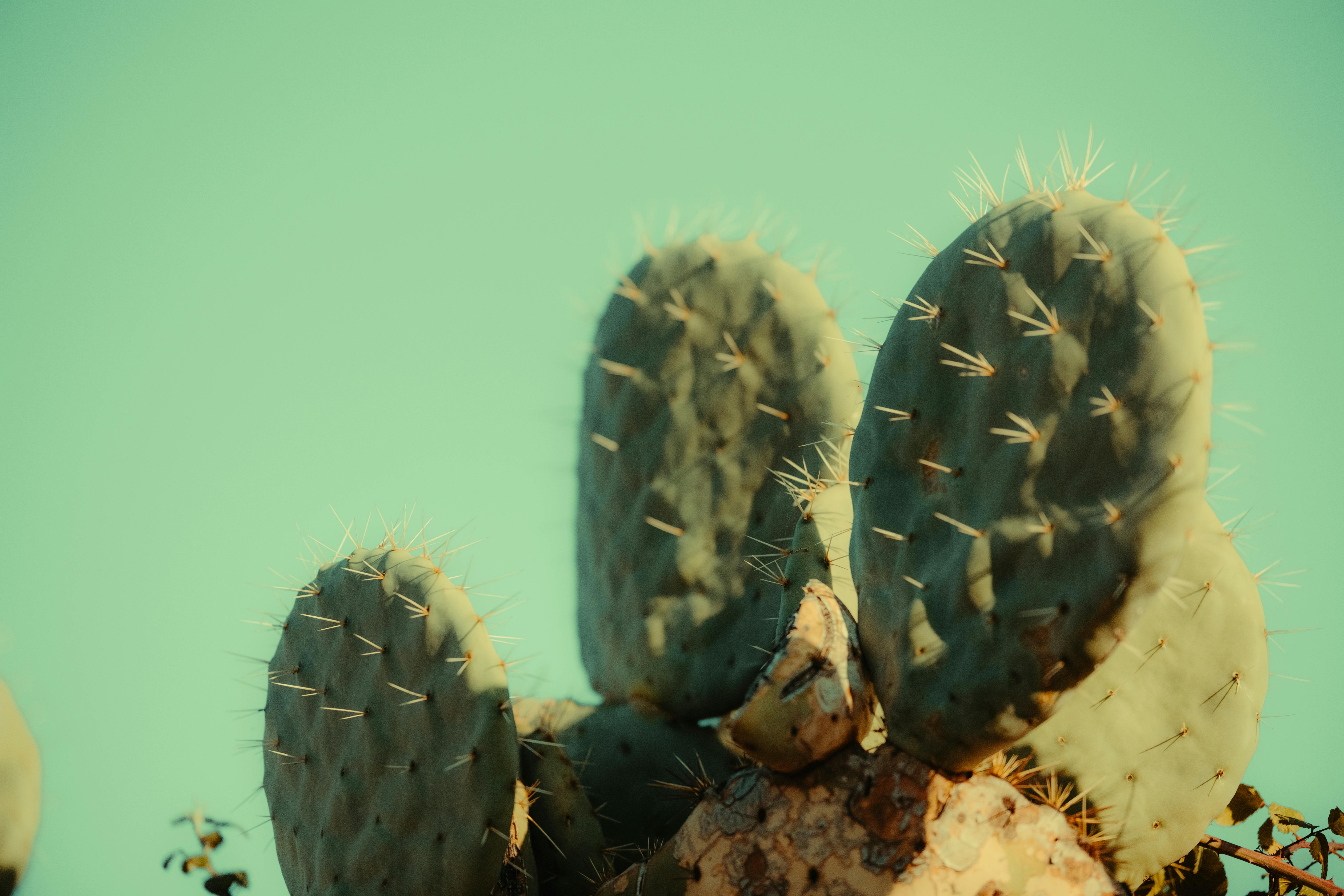Green Prickly Lipstick With Cactus Plant · Free Stock Photo
