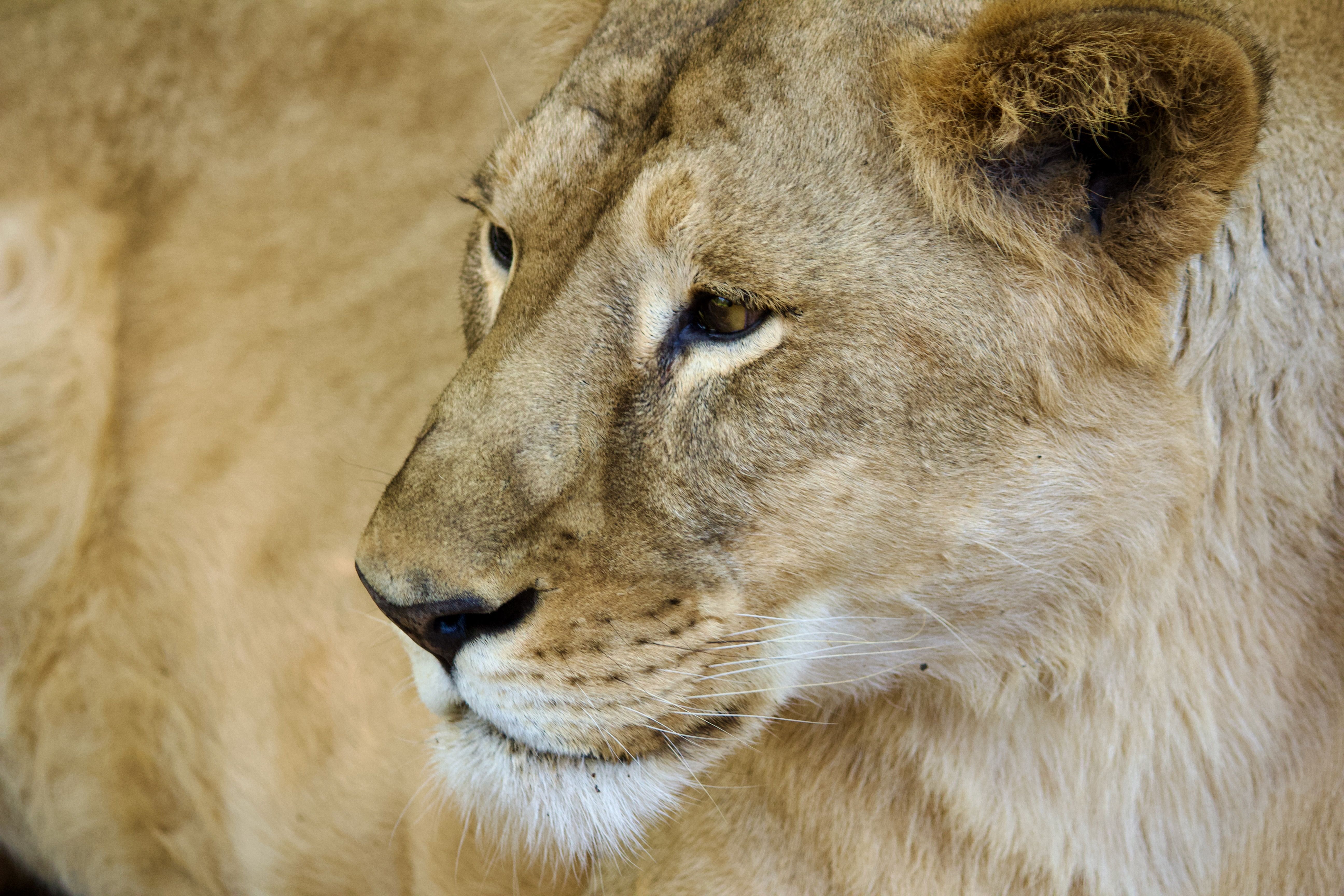 Portrait of Lioness · Free Stock Photo