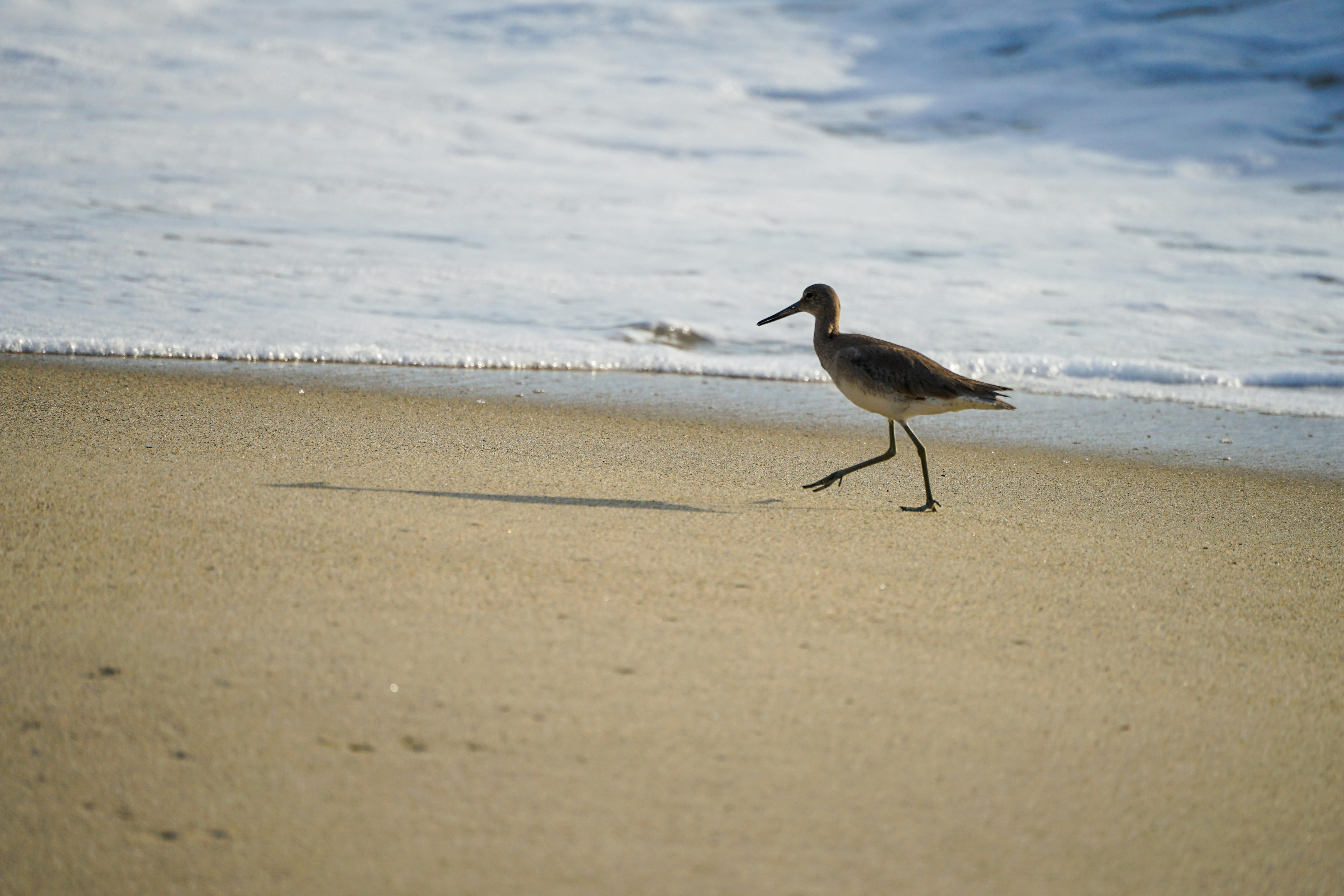 Willet Bird Walking on the Beach · Free Stock Photo