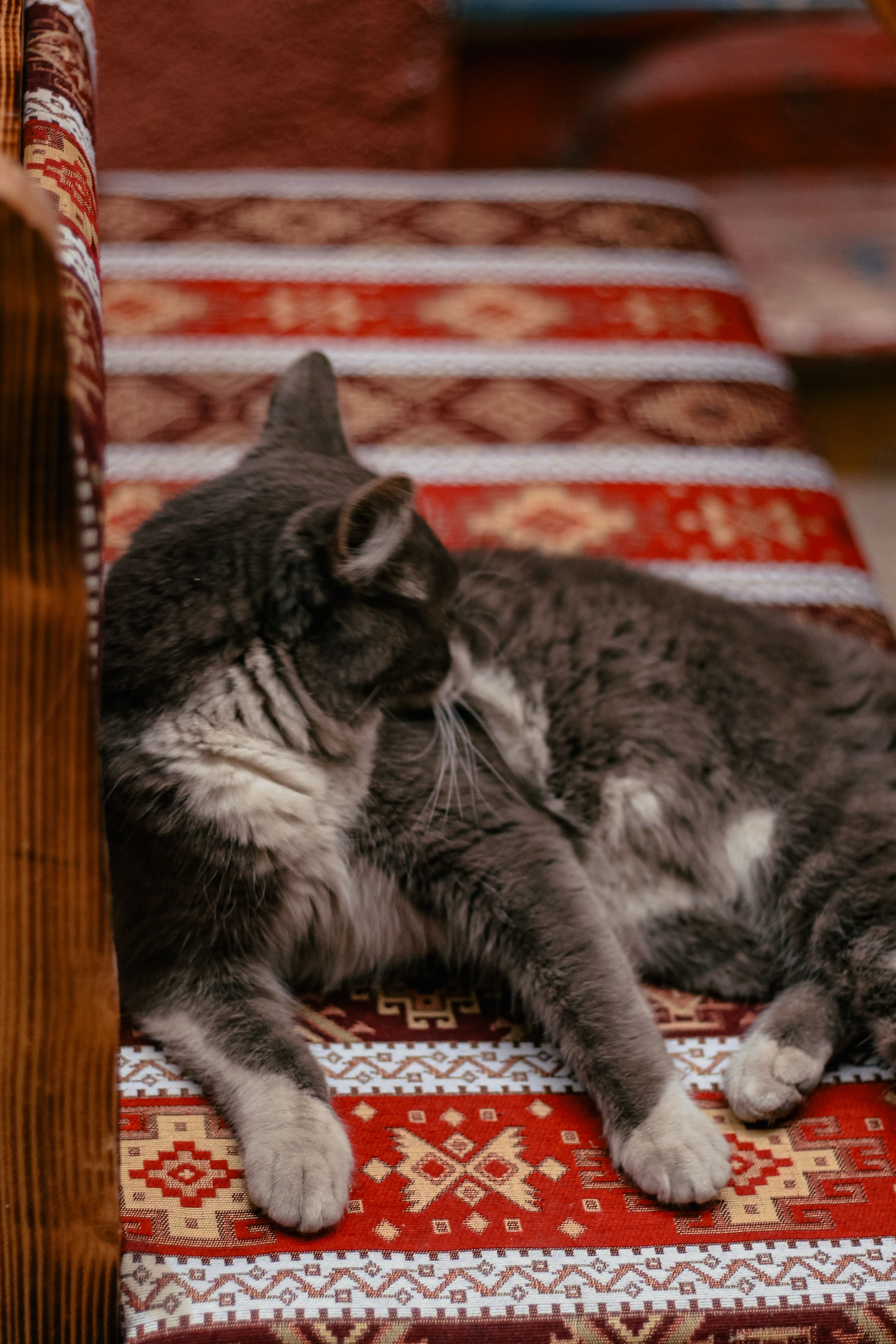 A cat laying on a red and white chair · Free Stock Photo