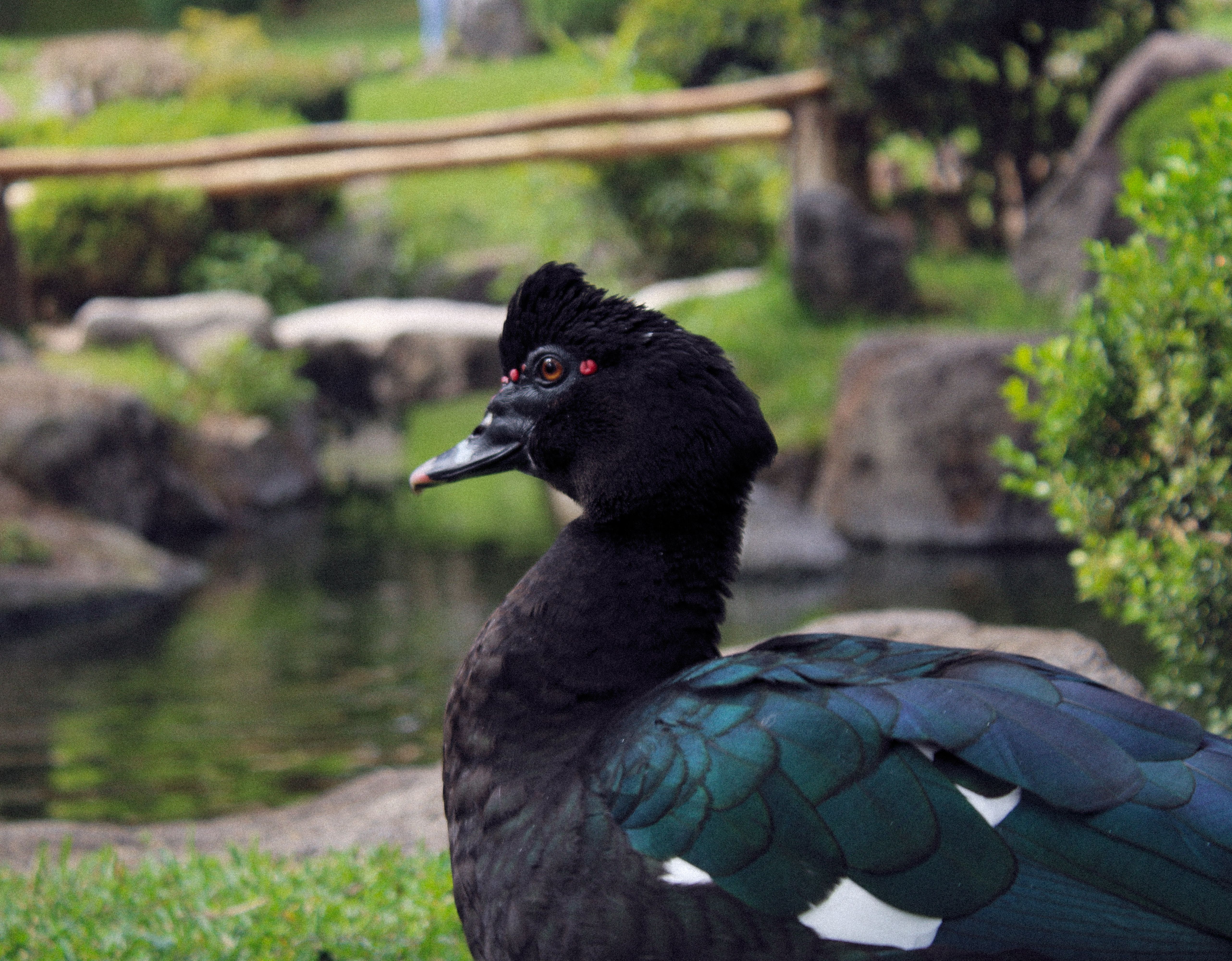 Portrait of Crested Duck by Tranquil Pond · Free Stock Photo