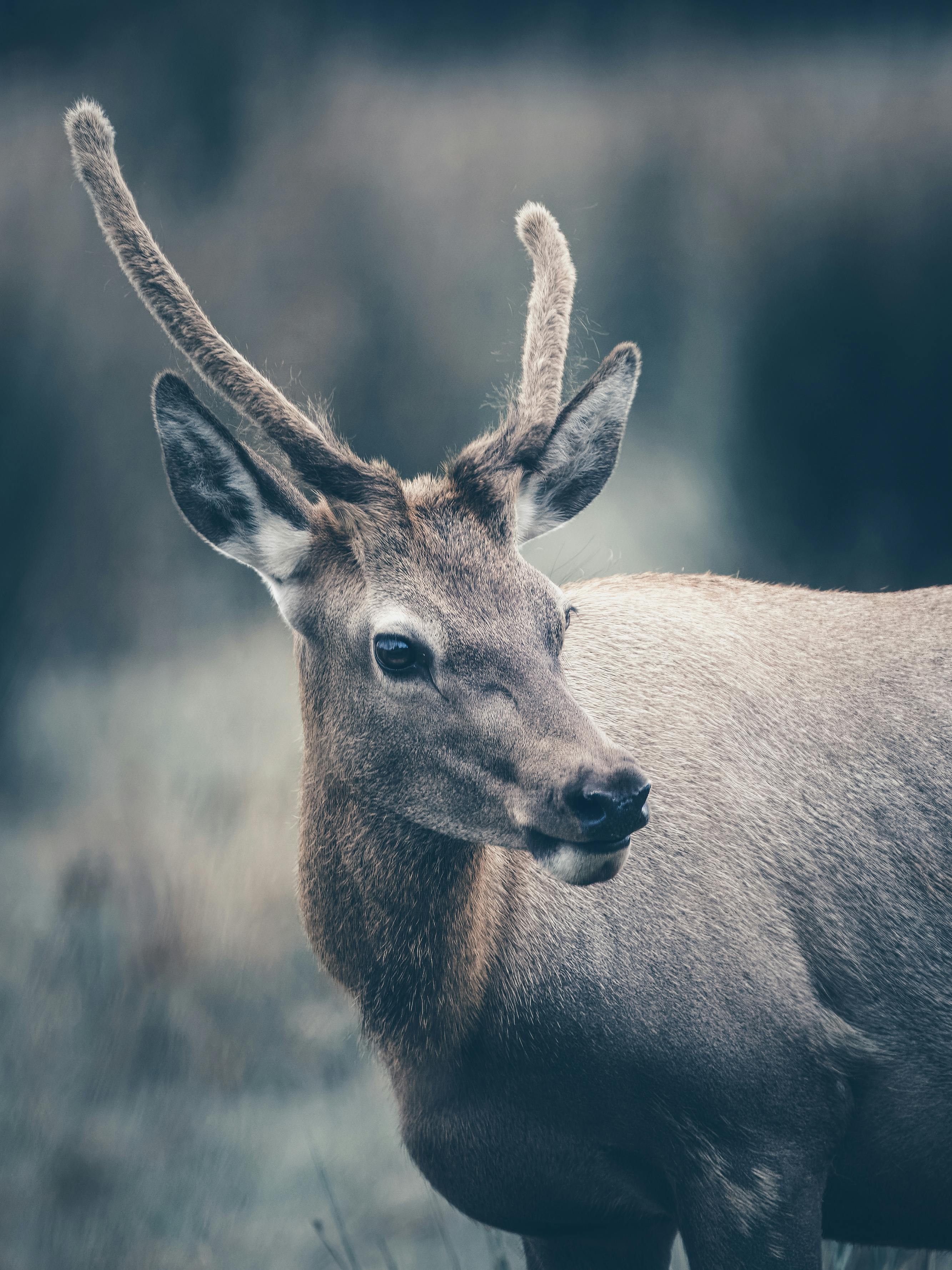 90.000+ Foto Gambar Rusa Terbaik · Unduh Gratis 100% · Foto Stok Pexels