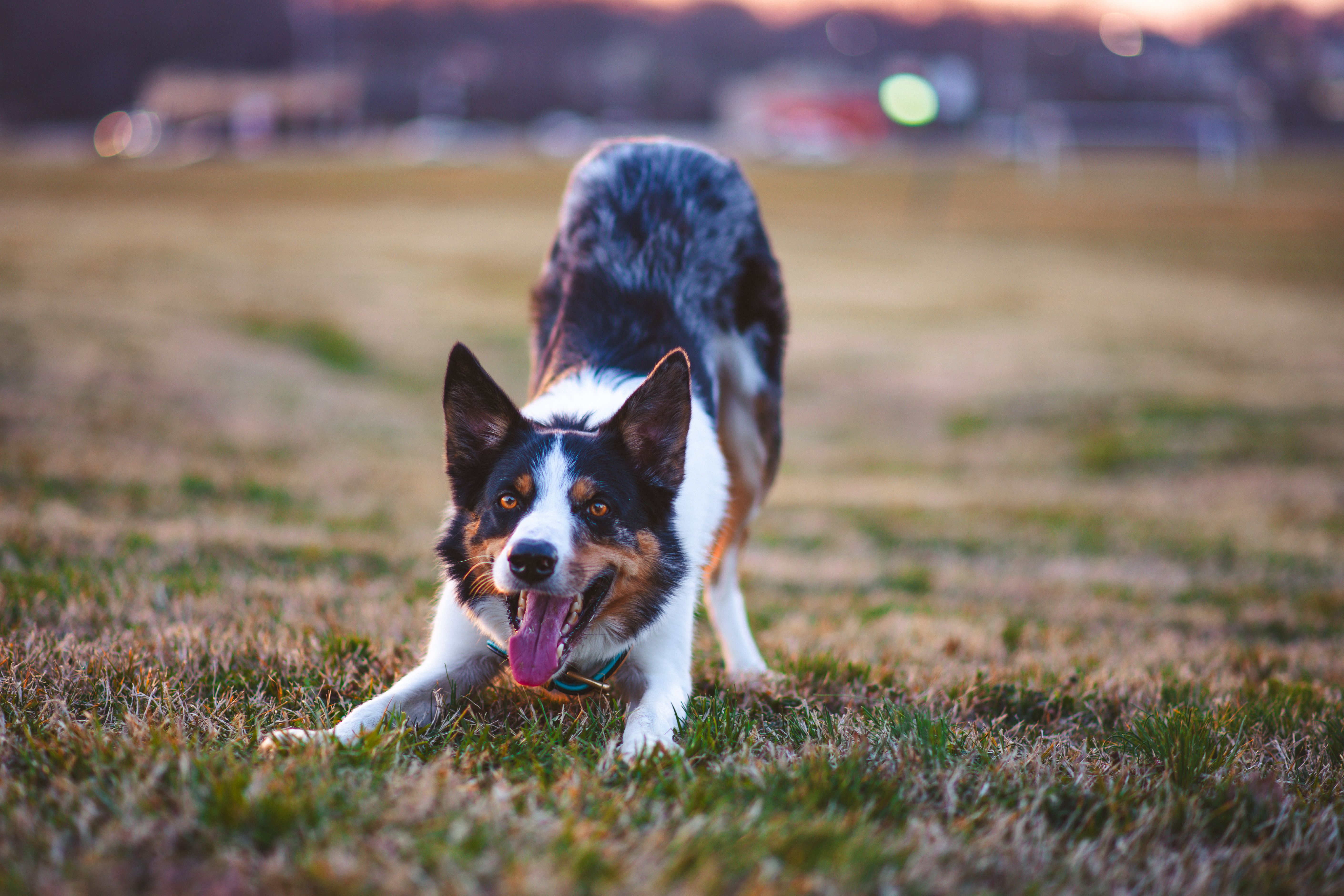 Border Collie Playing on Grass · Free Stock Photo