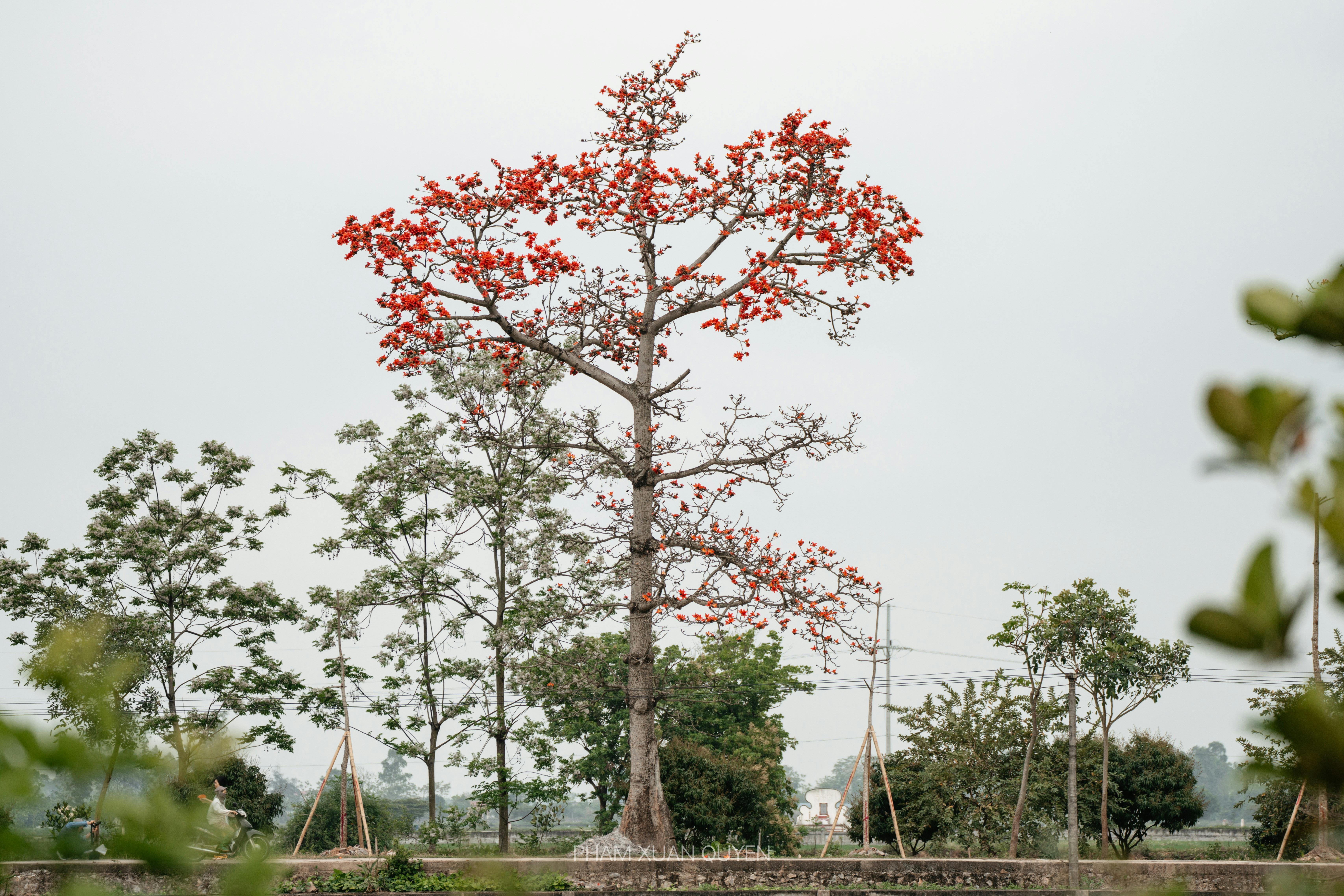 Red and Green Trees in Spring · Free Stock Photo