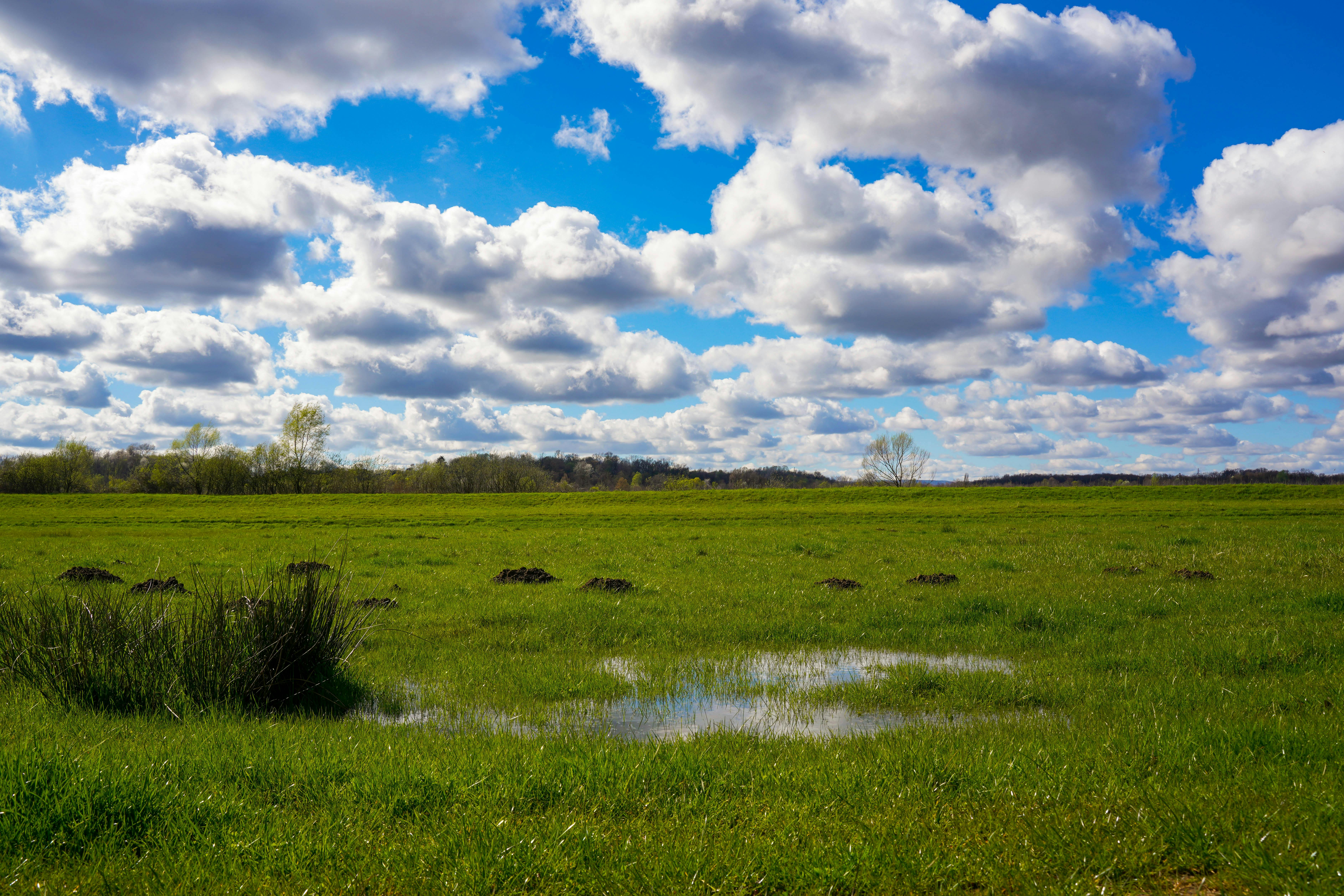 Puddle on Grassland in Countryside · Free Stock Photo