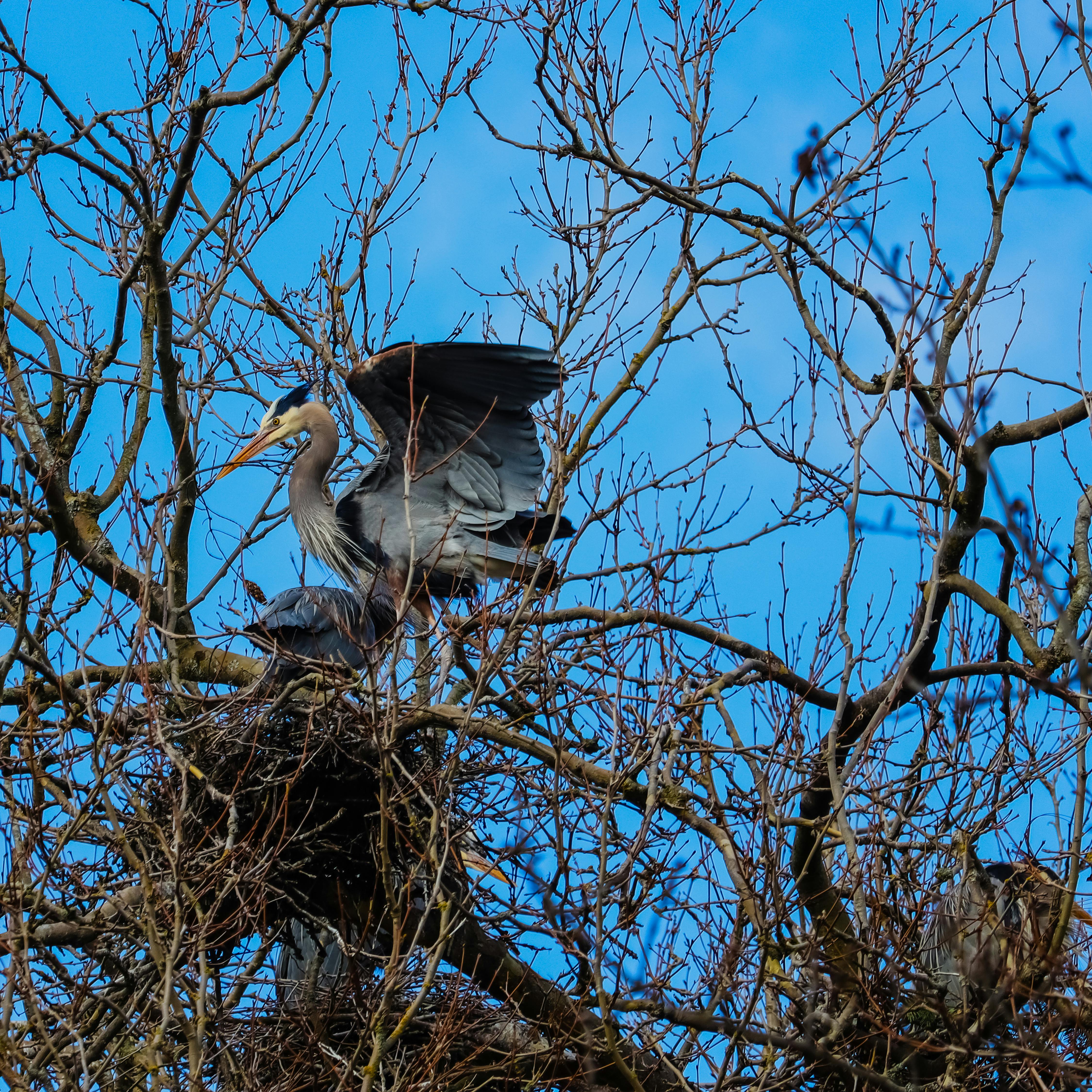 Heron on Tree · Free Stock Photo