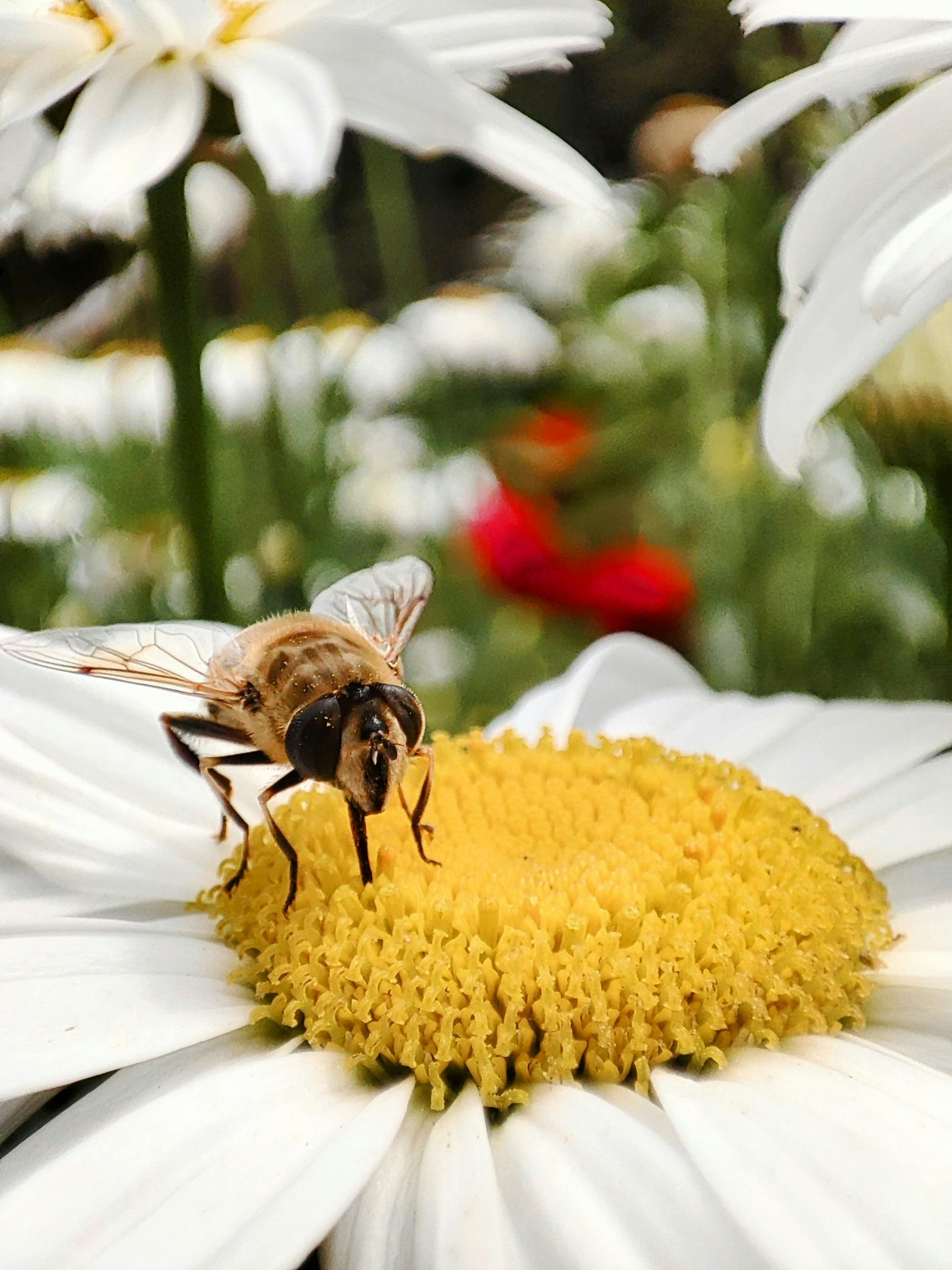 Honeybee Perched on White Petaled Flower · Free Stock Photo