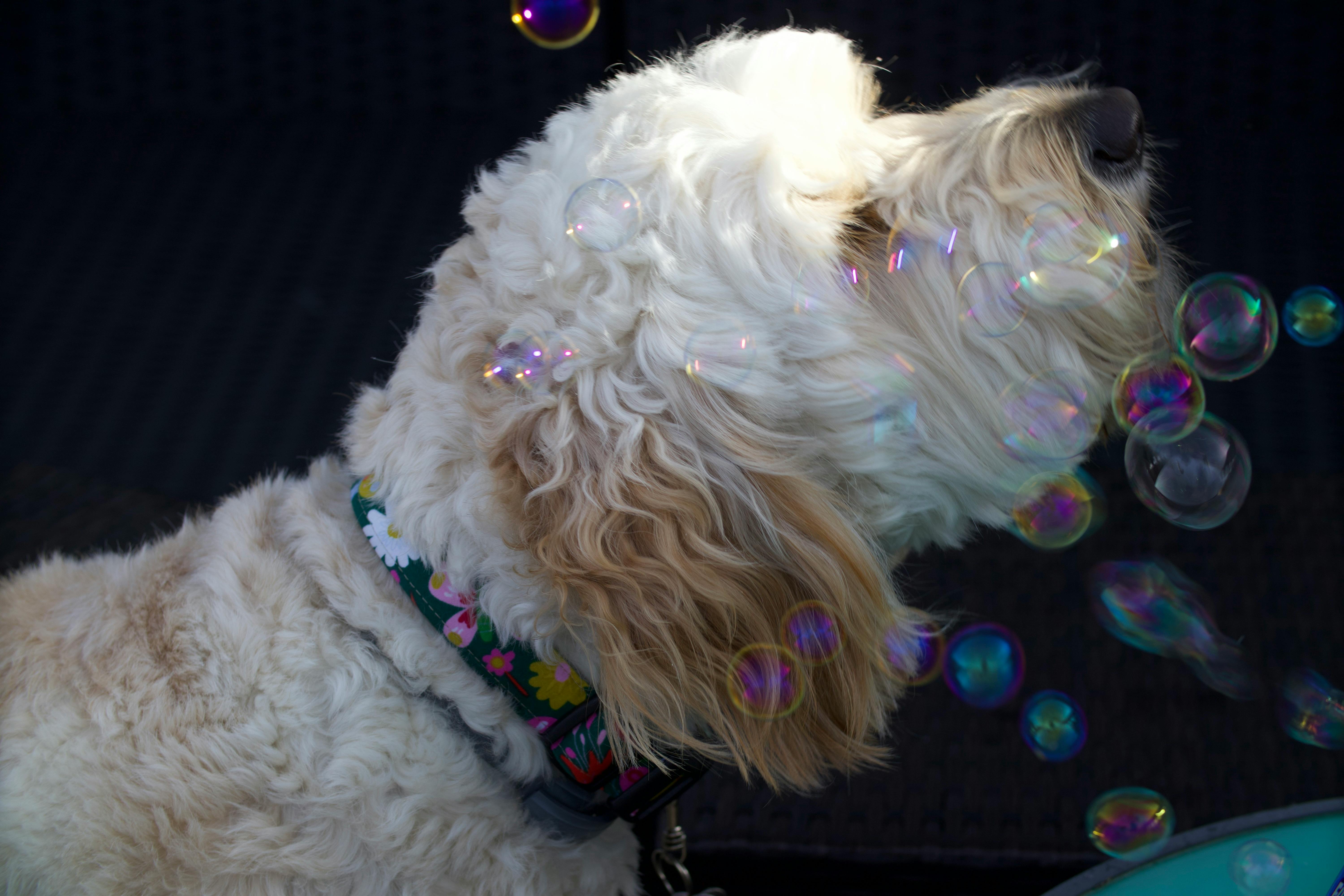 Catherine Dempsey - 攝影