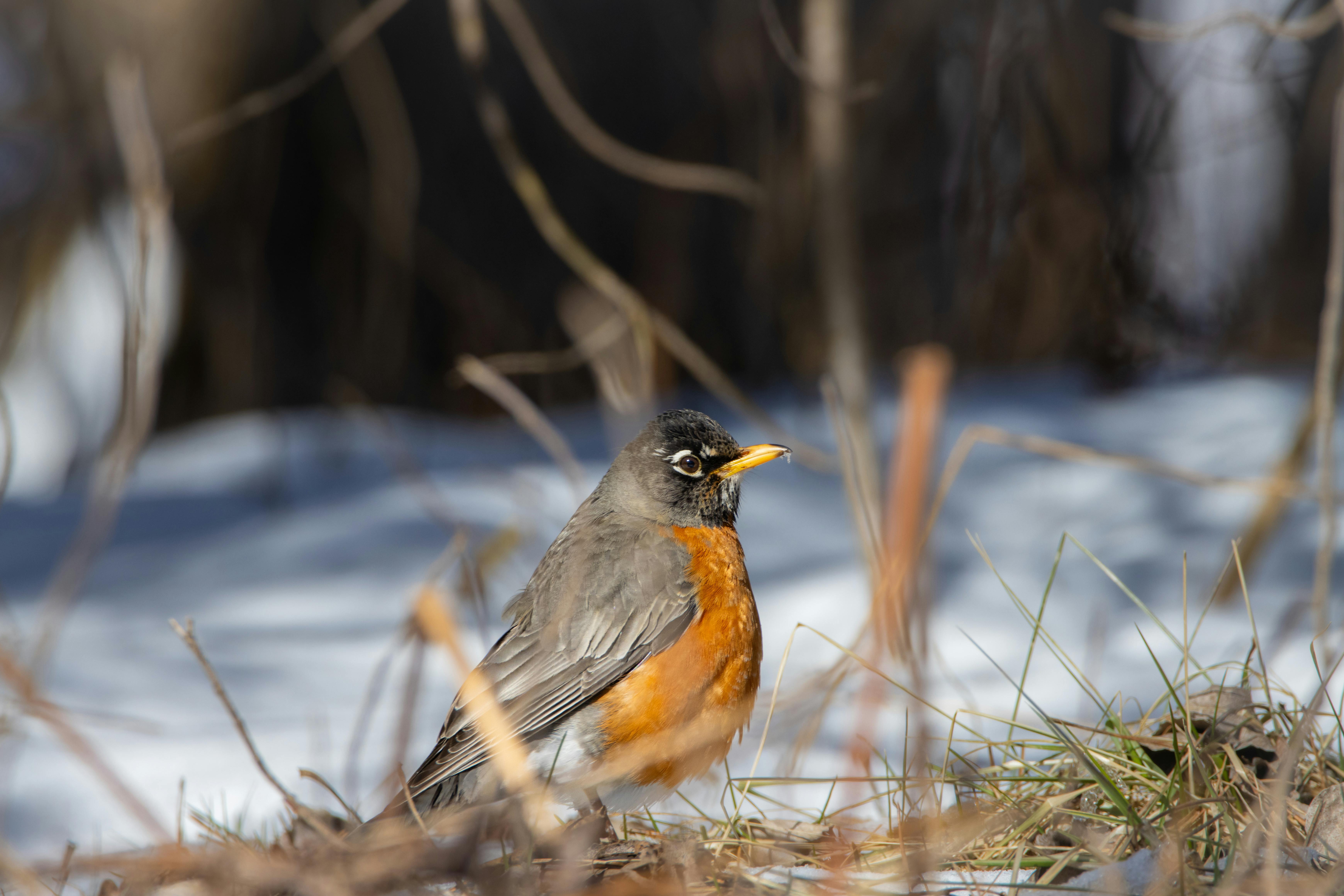 Merle d'Amérique · Free Stock Photo