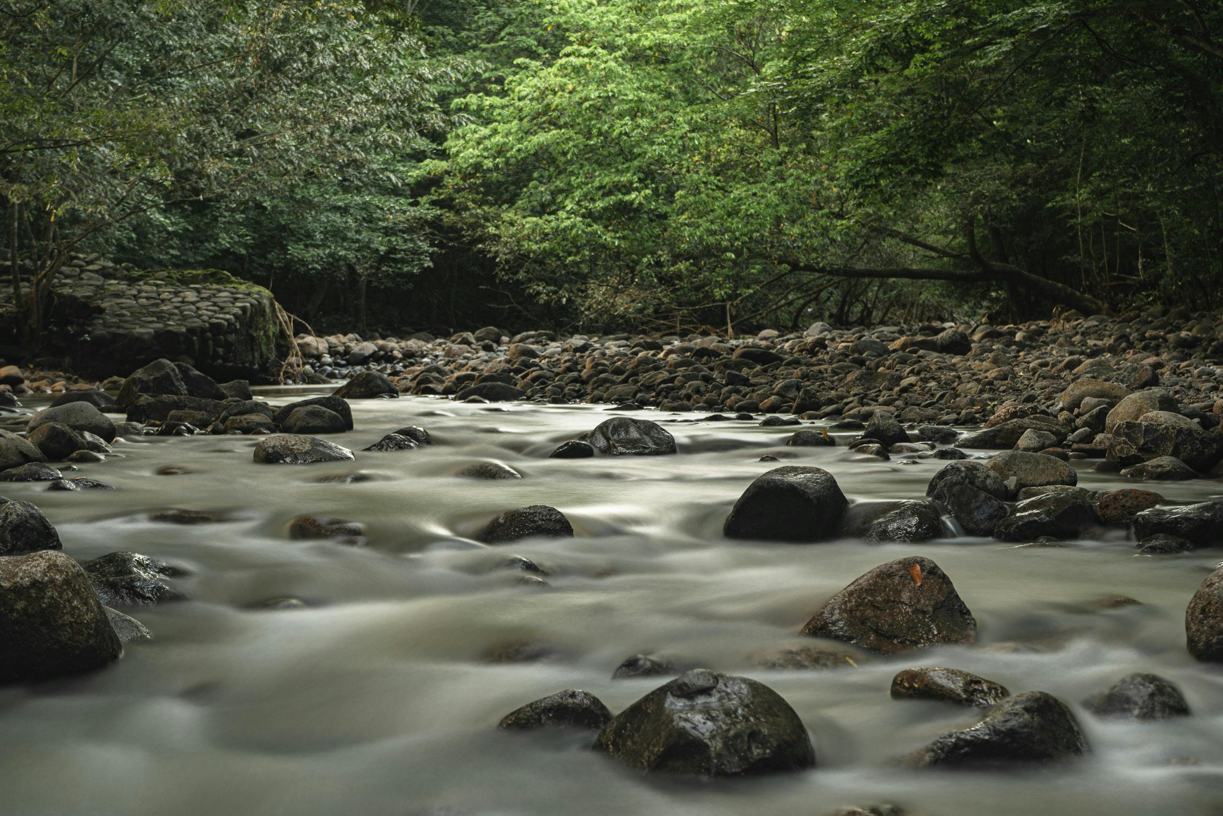 River in Forest · Free Stock Photo
