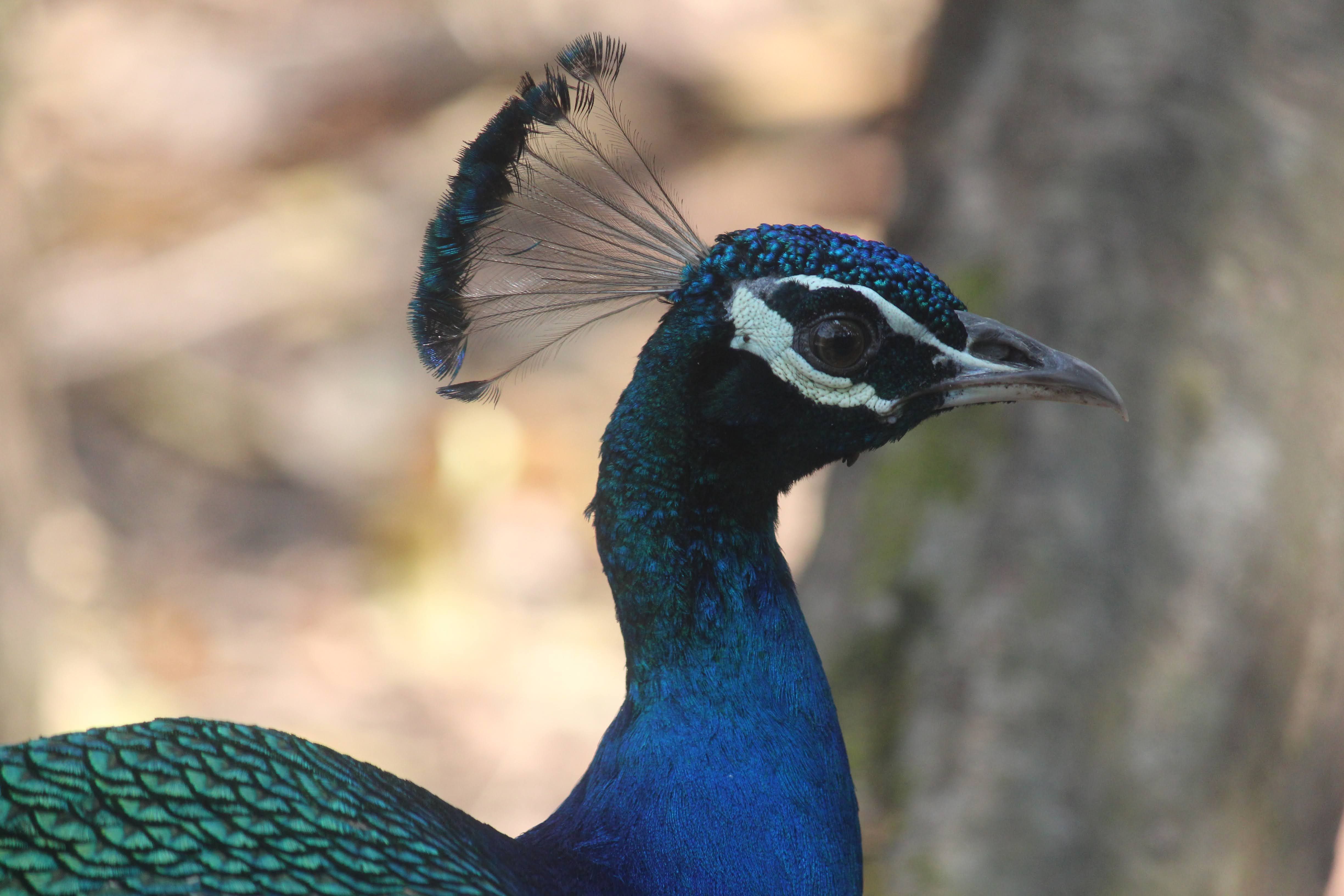 Foto de stock gratuita sobre al aire libre, animal terrestre, asia ...