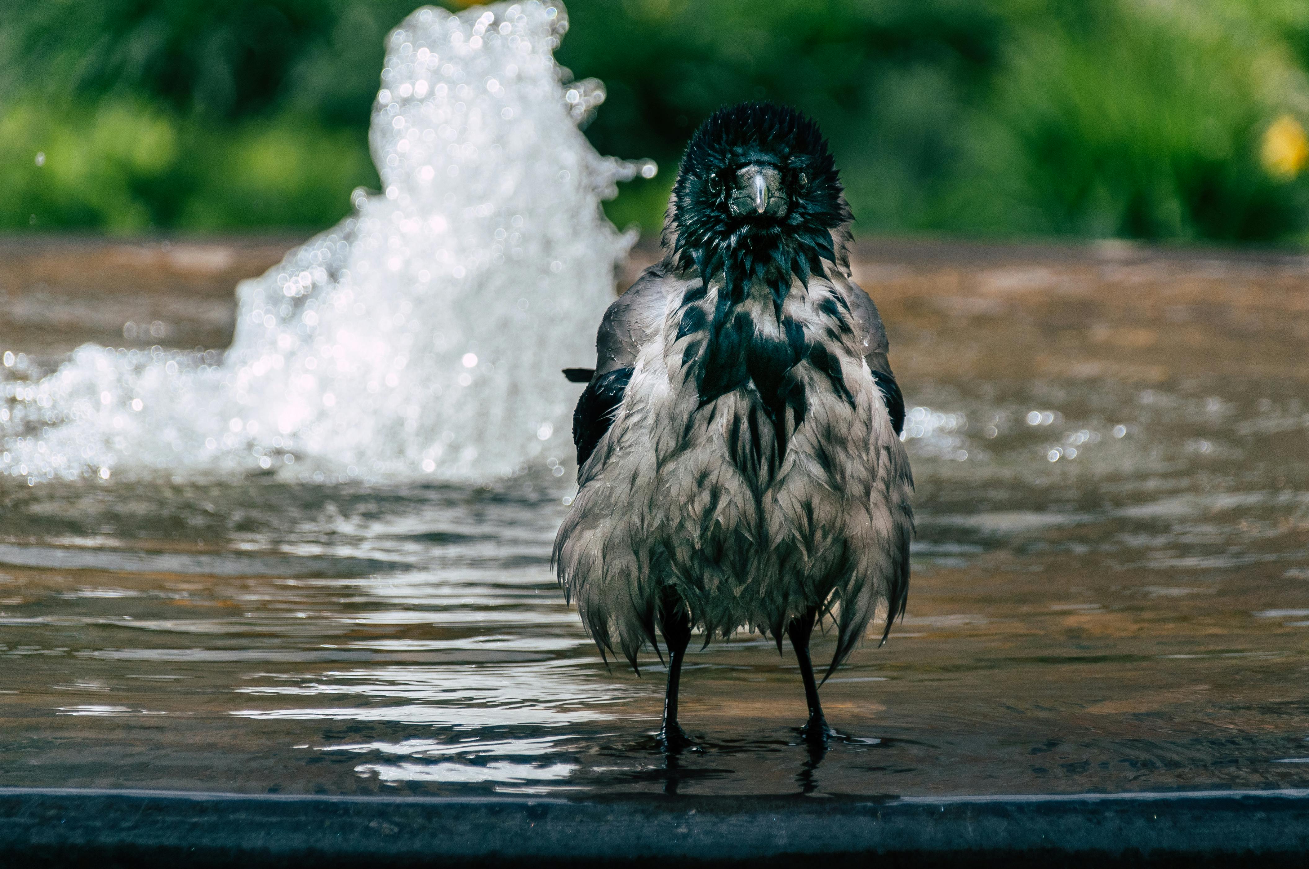Wet Hooded Crow Standing on a Fountain · Free Stock Photo