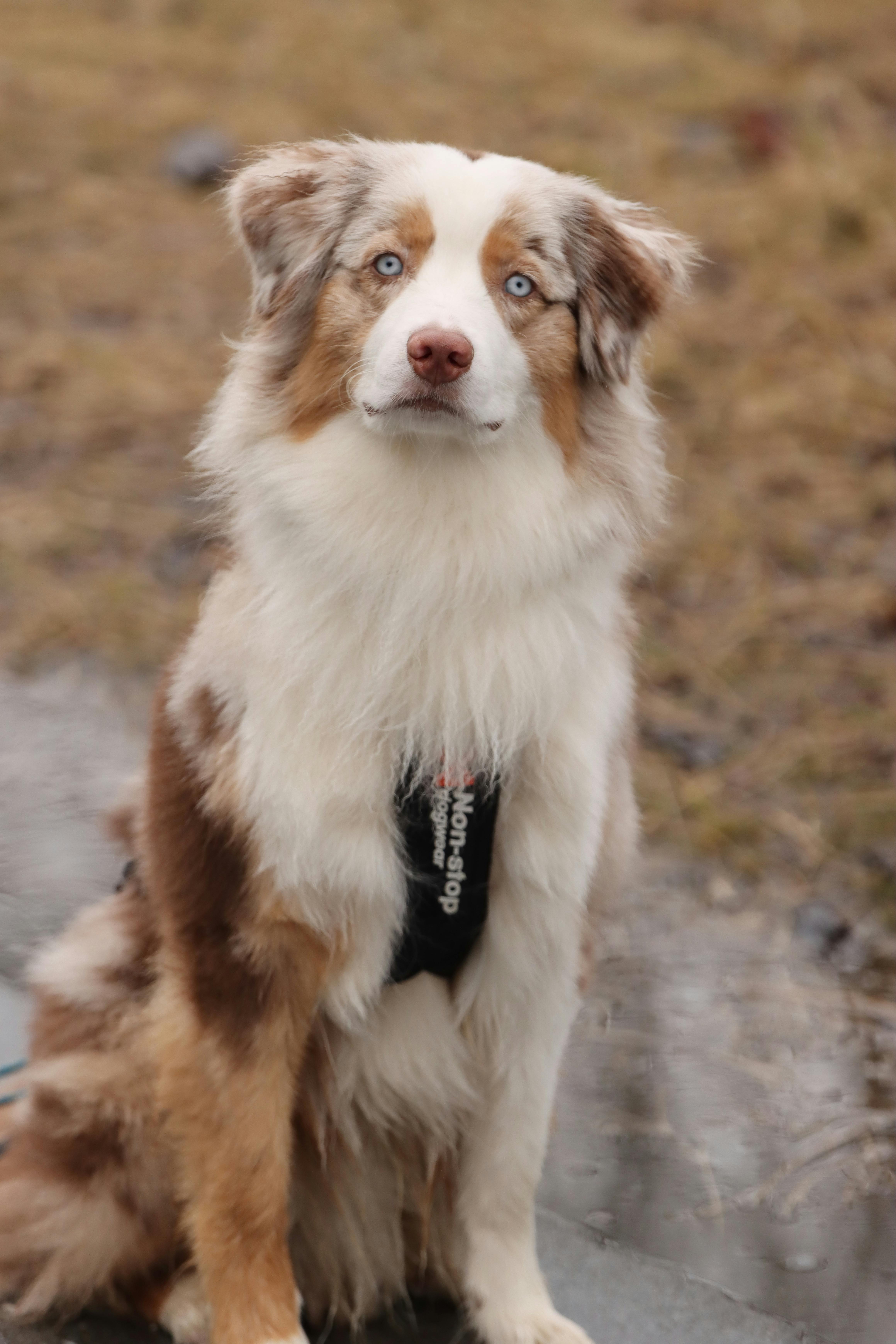 Australian shepherd · Free Stock Photo