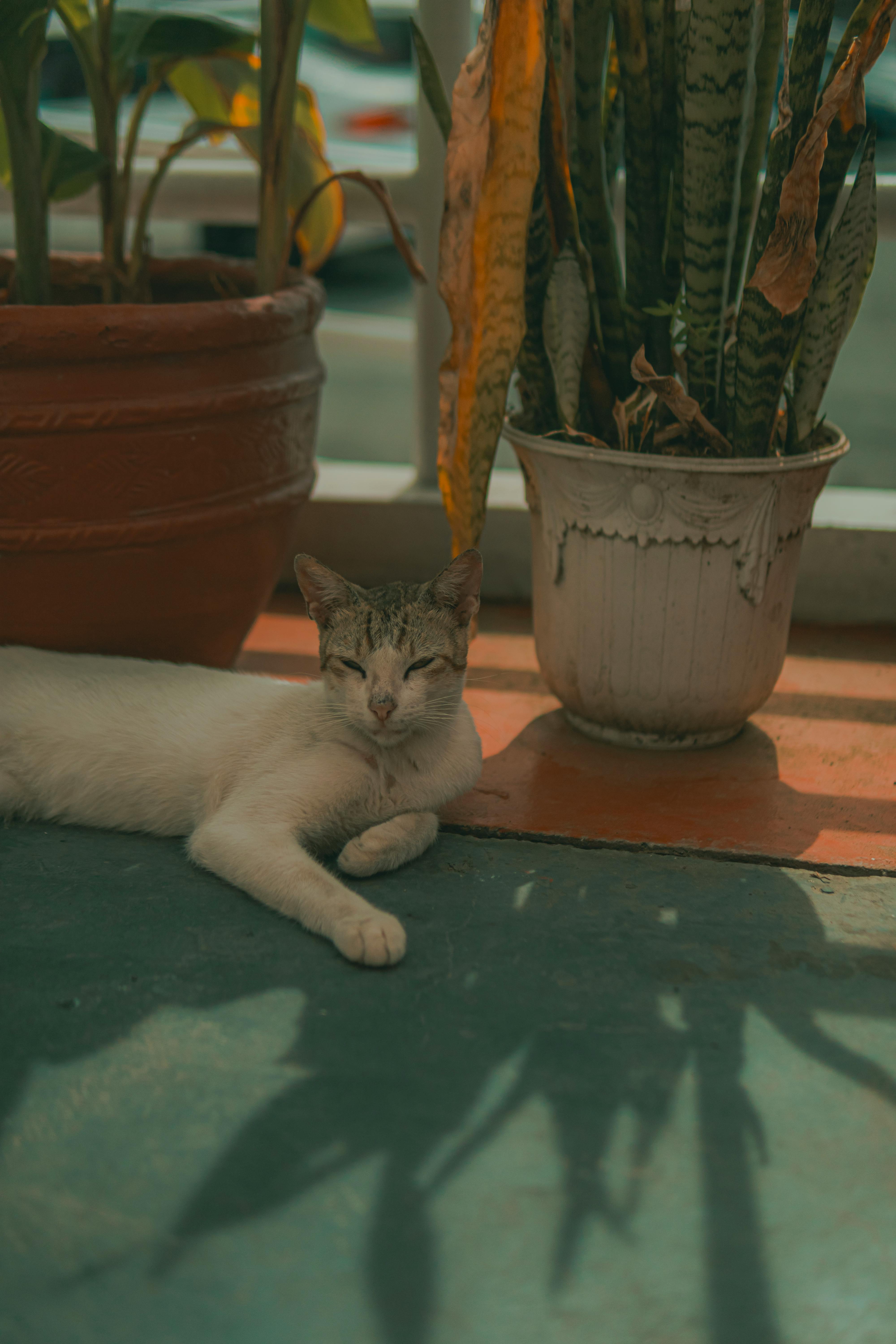 Cat Container Photos, Download The BEST Free Cat Container Stock Photos ...