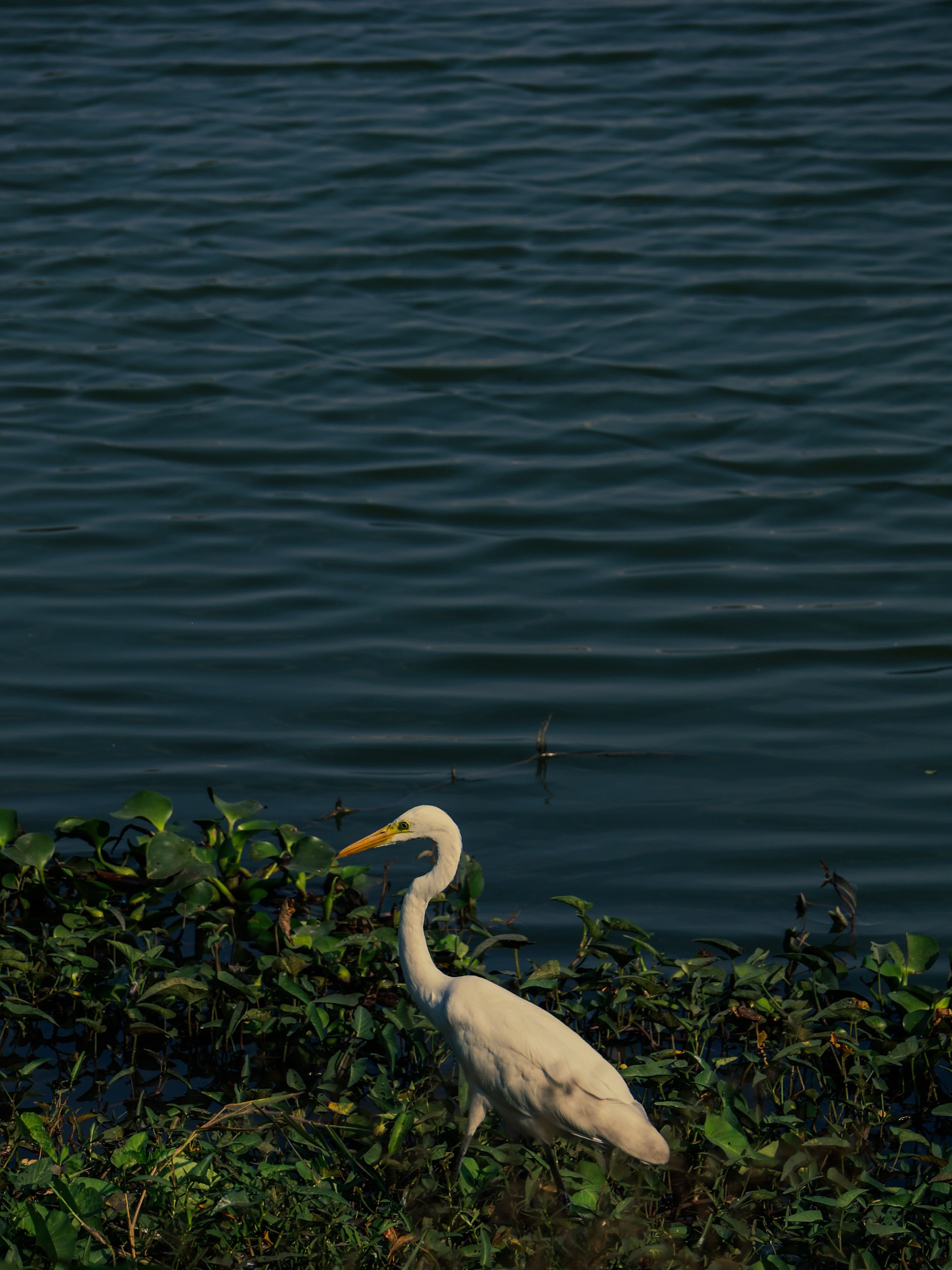 Close-up of a White Bird on a Lakeshore · Free Stock Photo