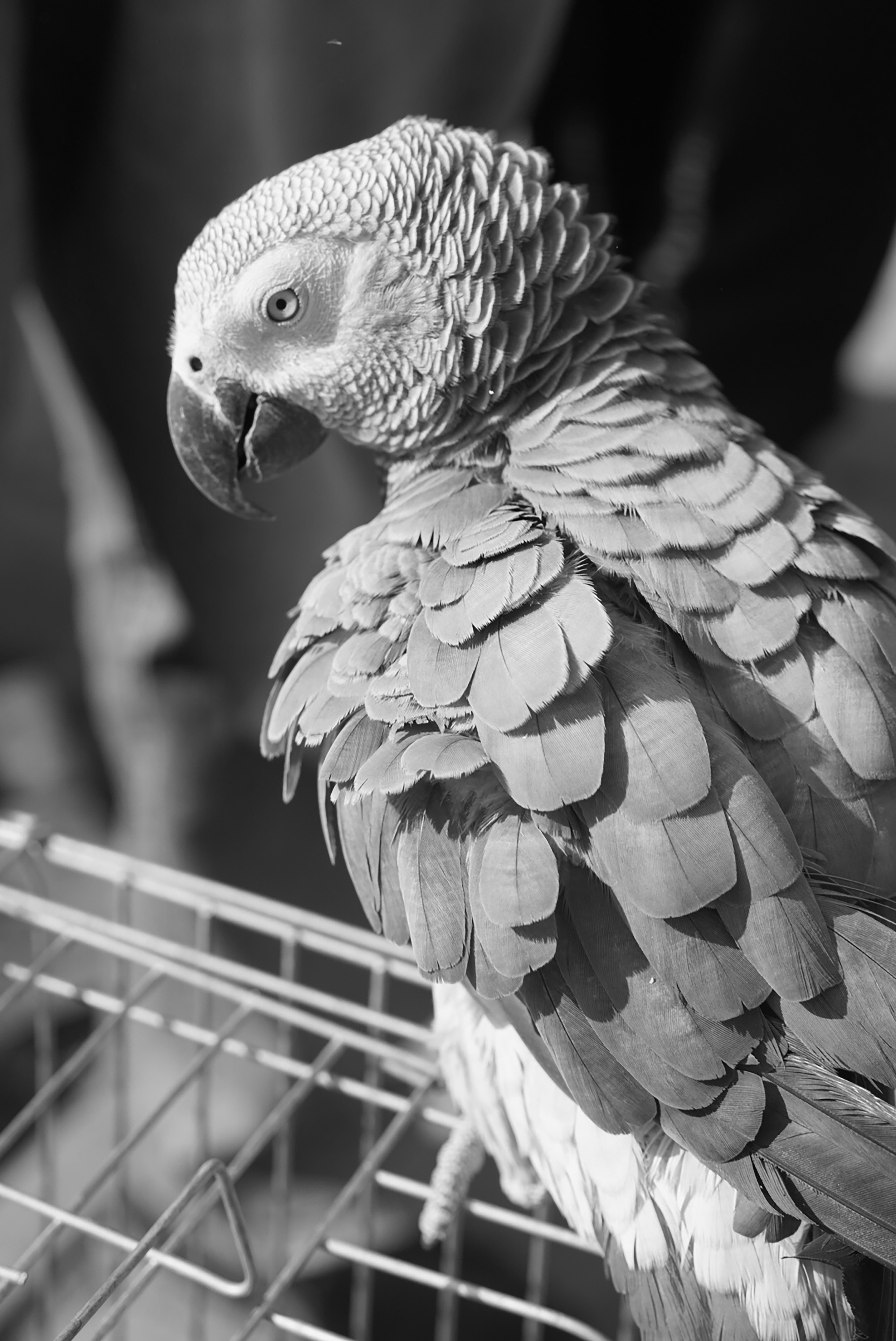 Grayscale Photography of African Grey Parrot · Free Stock Photo