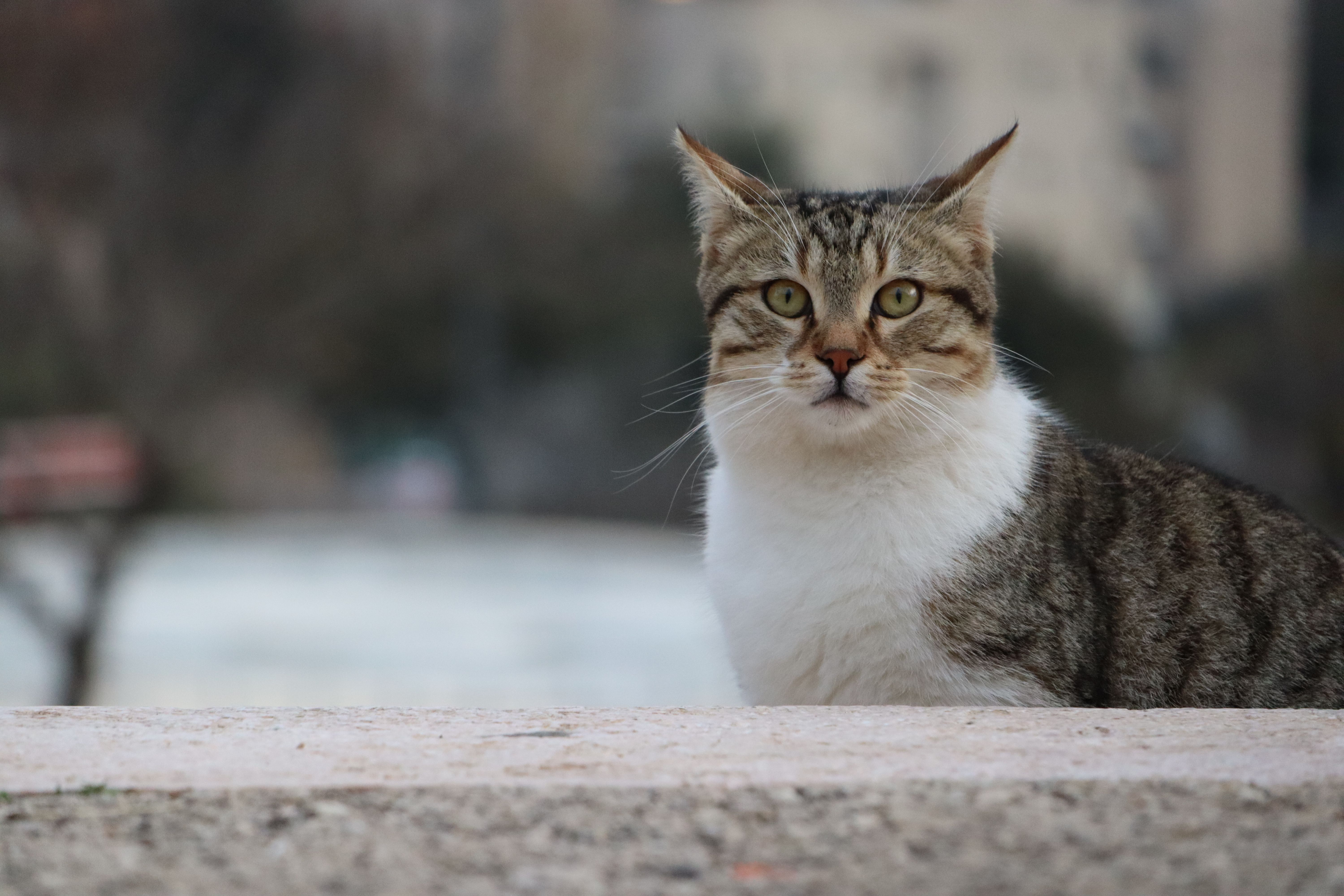 Tabby Cat behind Wall · Free Stock Photo