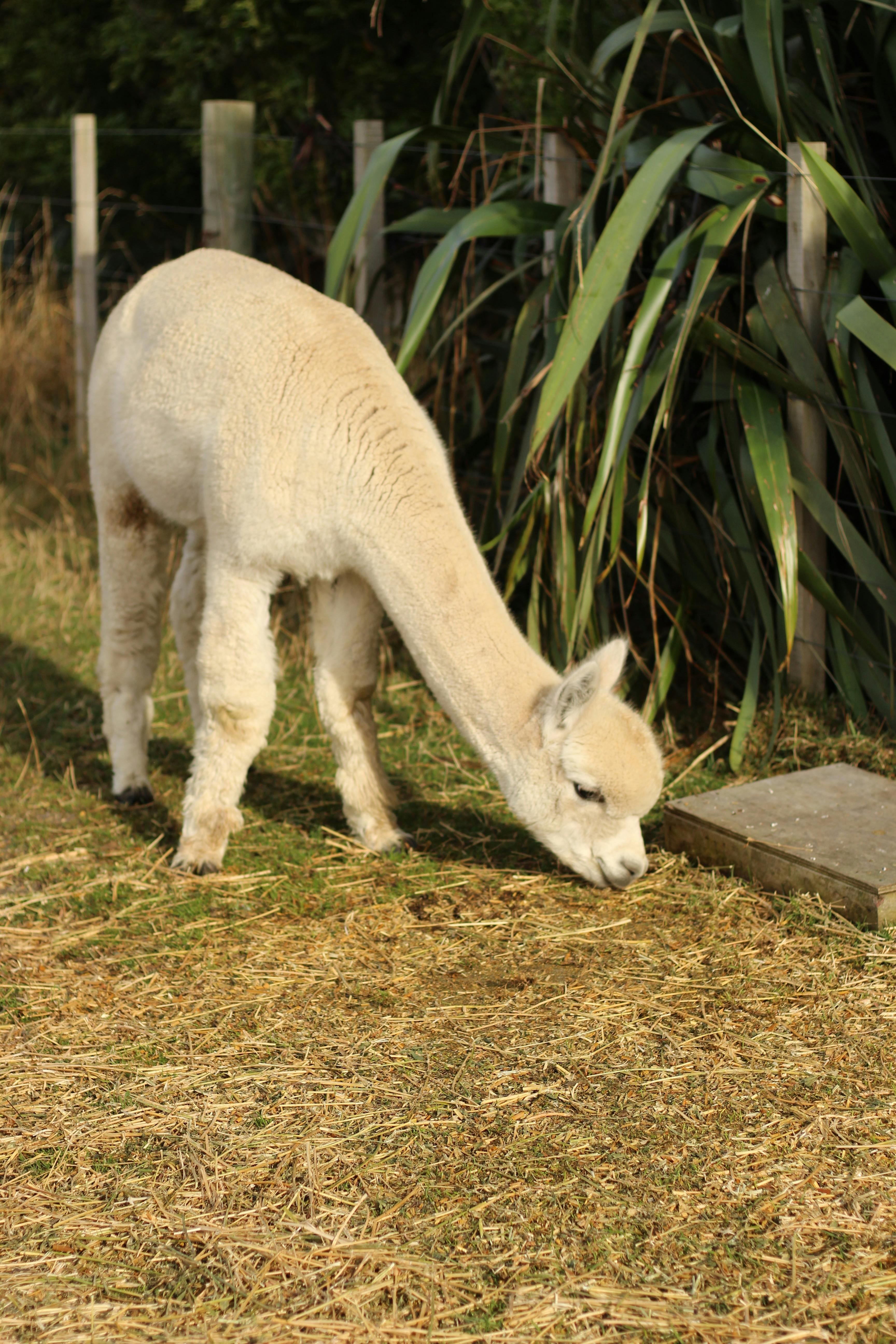 Foto de stock gratuita sobre agricultura, al aire libre, alimentación ...
